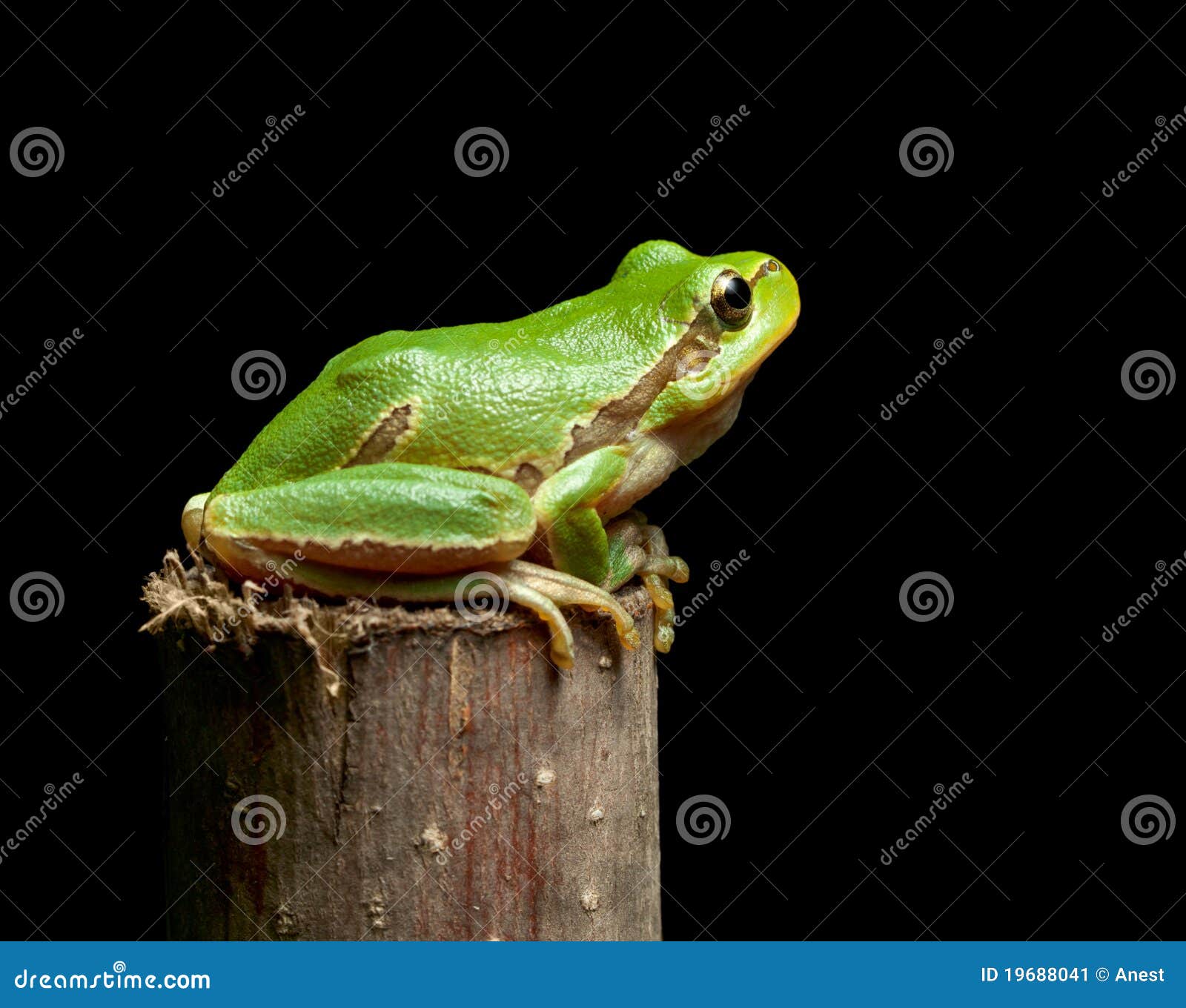 Tree Frog Sitting on Branch Top Stock Image - Image of wildlife, night ...