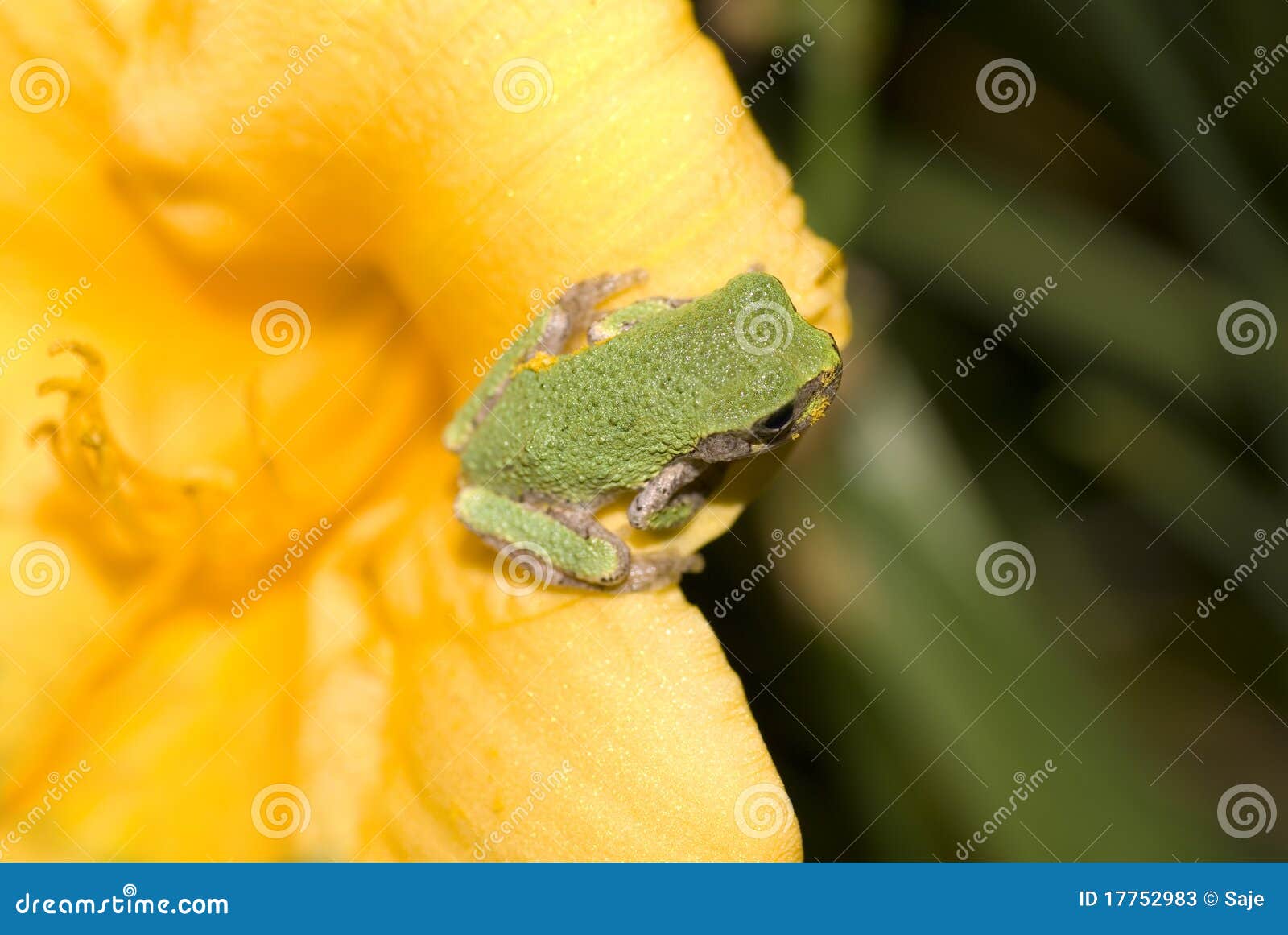 Tree Frog Sitting on a Flower from Above Stock Image - Image of little ...