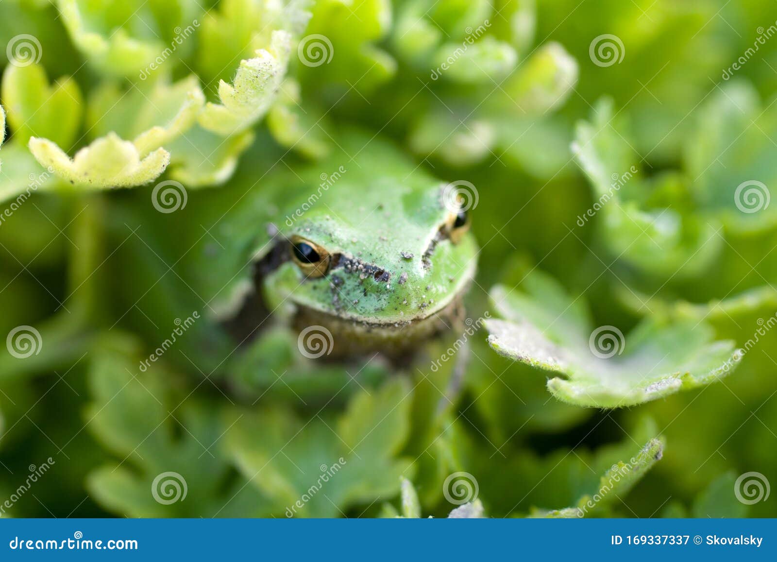 Tree Frog Sitting on Leaves Stock Image - Image of looking, small ...