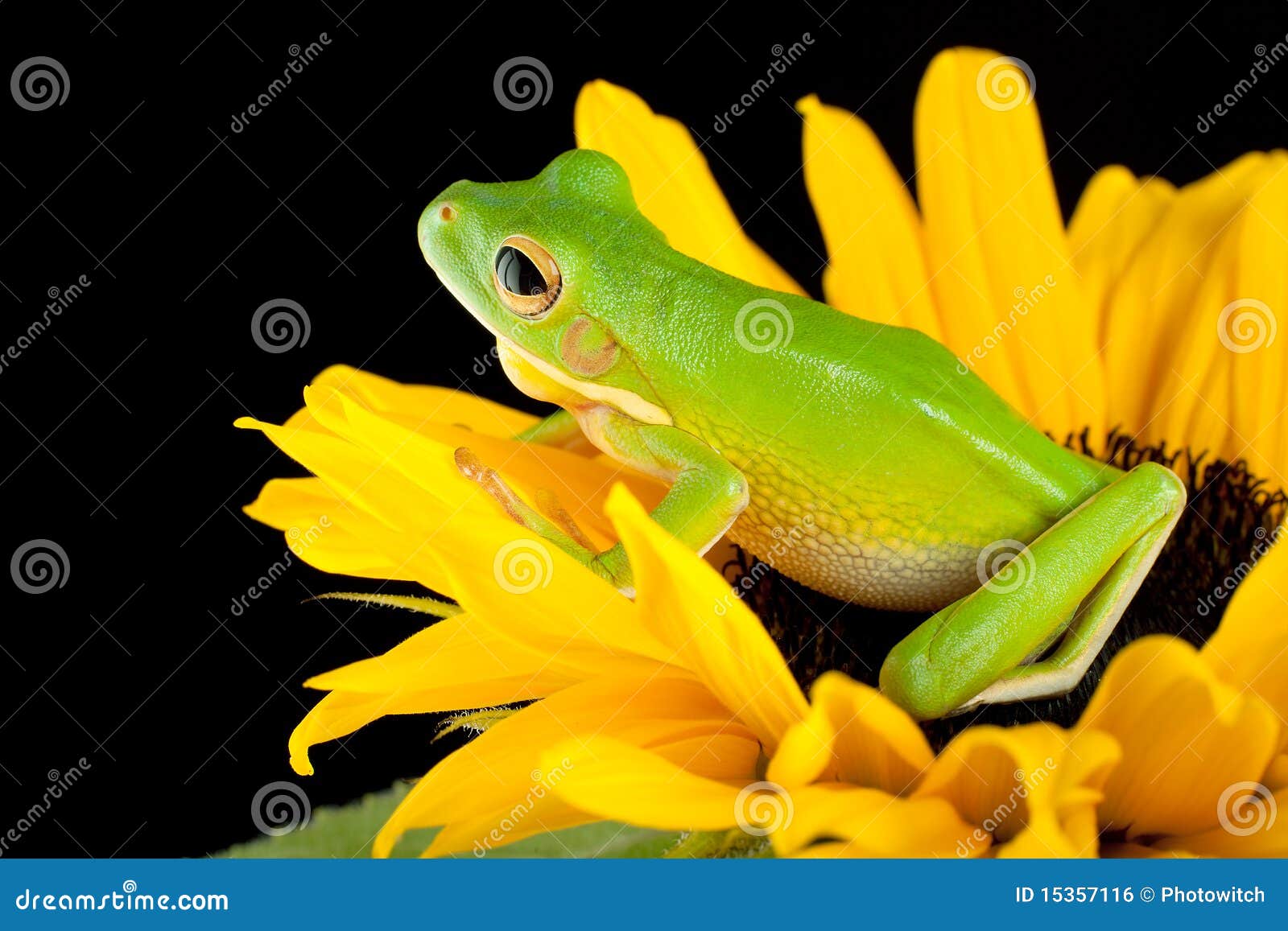 Frog And Sunflower Stock Photography | CartoonDealer.com #36581540