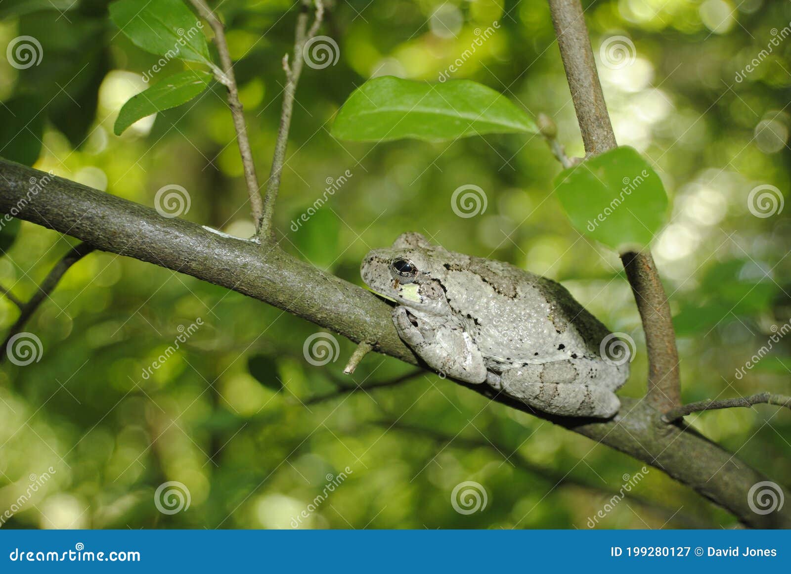 Tree Frog Sitting in a Tree Stock Image - Image of sitting ...