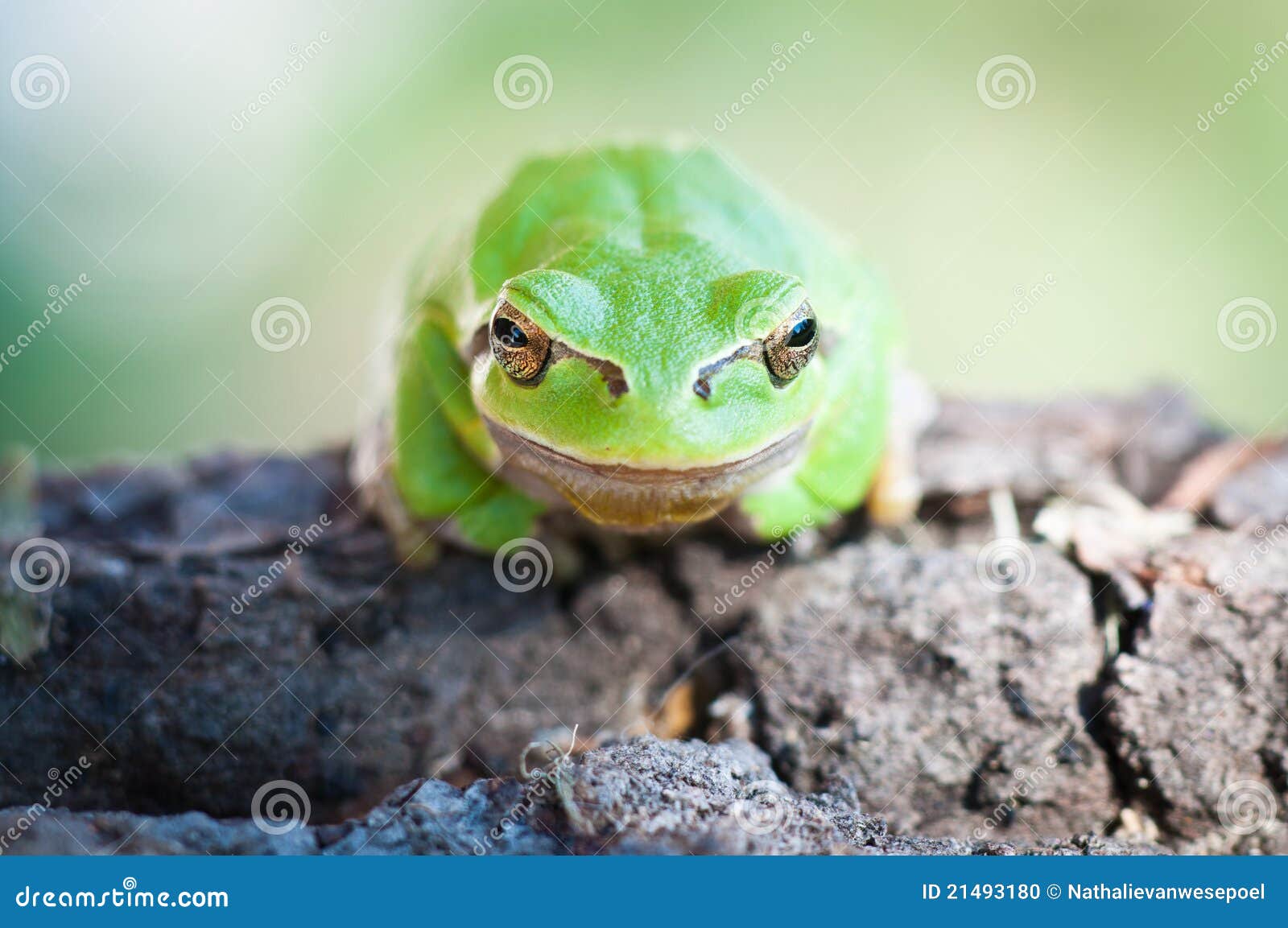Tree Frog Sitting on a Trunk Stock Photo - Image of head, brown: 21493180