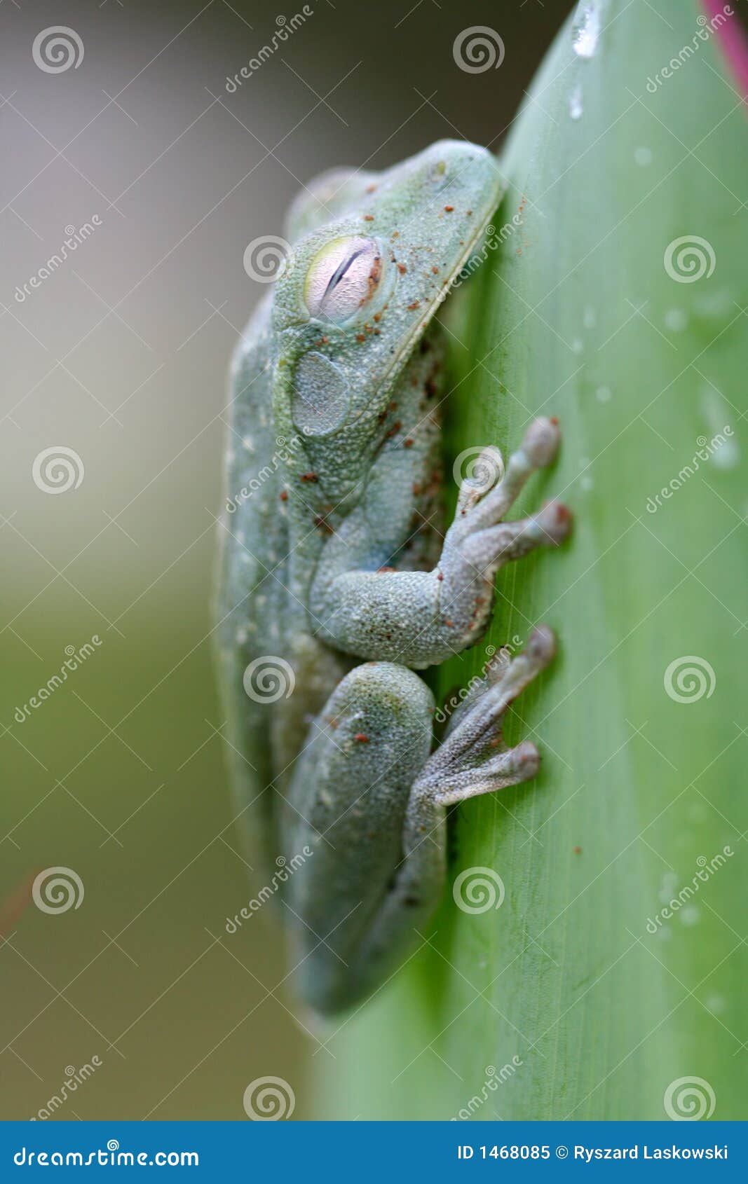 Tree frog sleeping stock image. Image of apmphibians, orinoco - 1468085