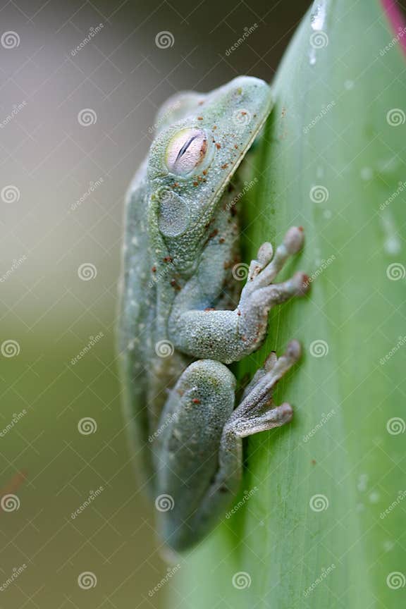 Tree frog sleeping stock image. Image of apmphibians, orinoco - 1468085