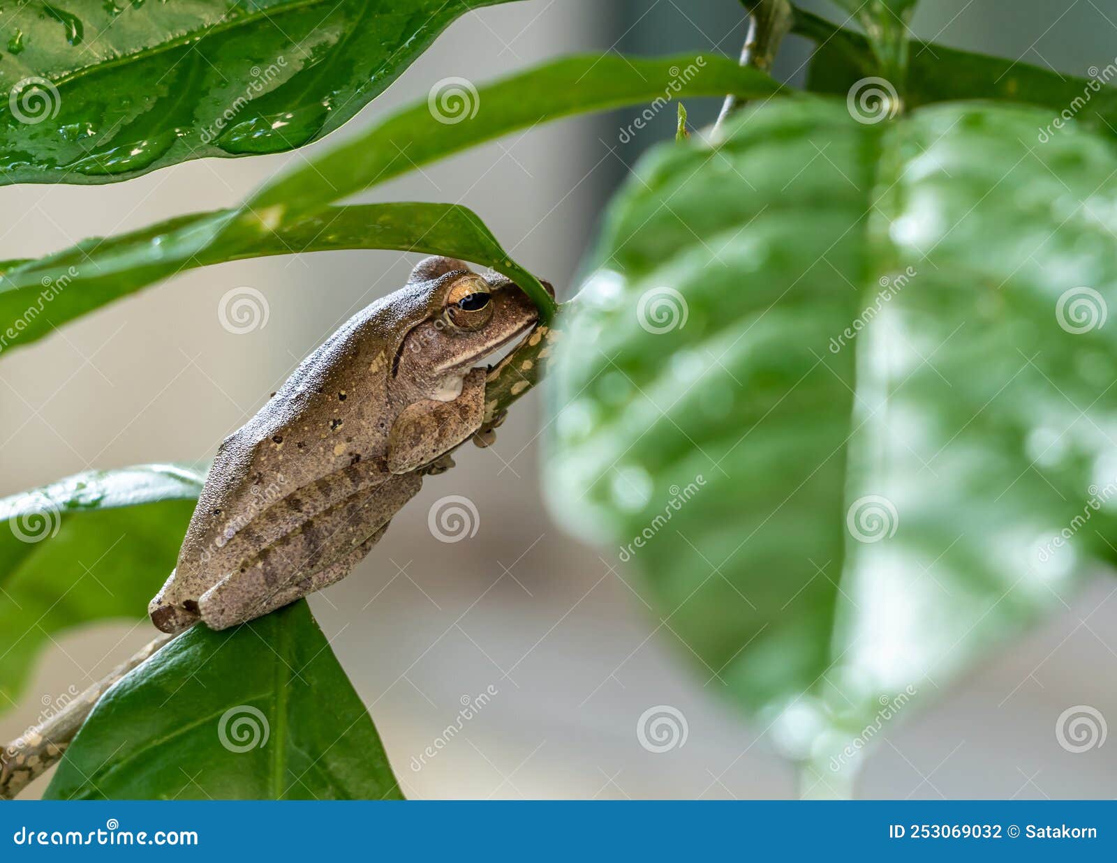 Tree Frog on the Small Branch of Cape Jasmine Stock Photo - Image of ...