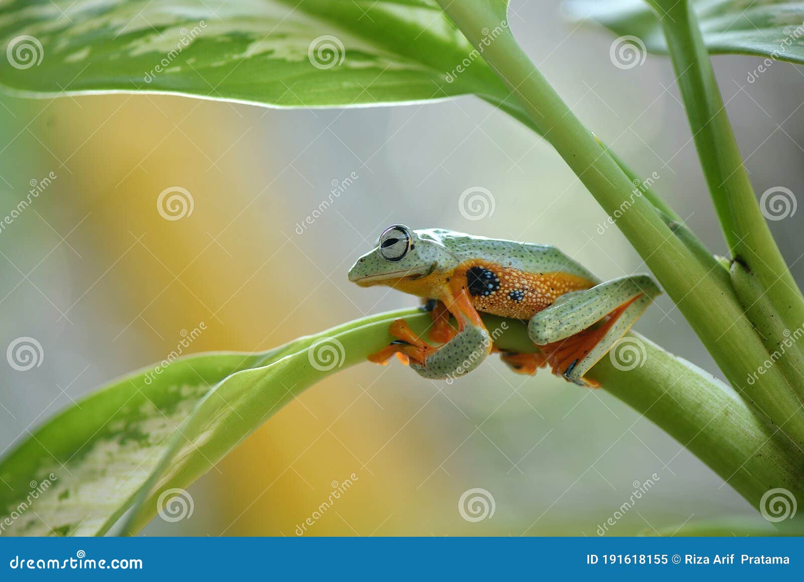 Tree Frog Stay on Branch Leaf Stock Image - Image of nopeople, small ...