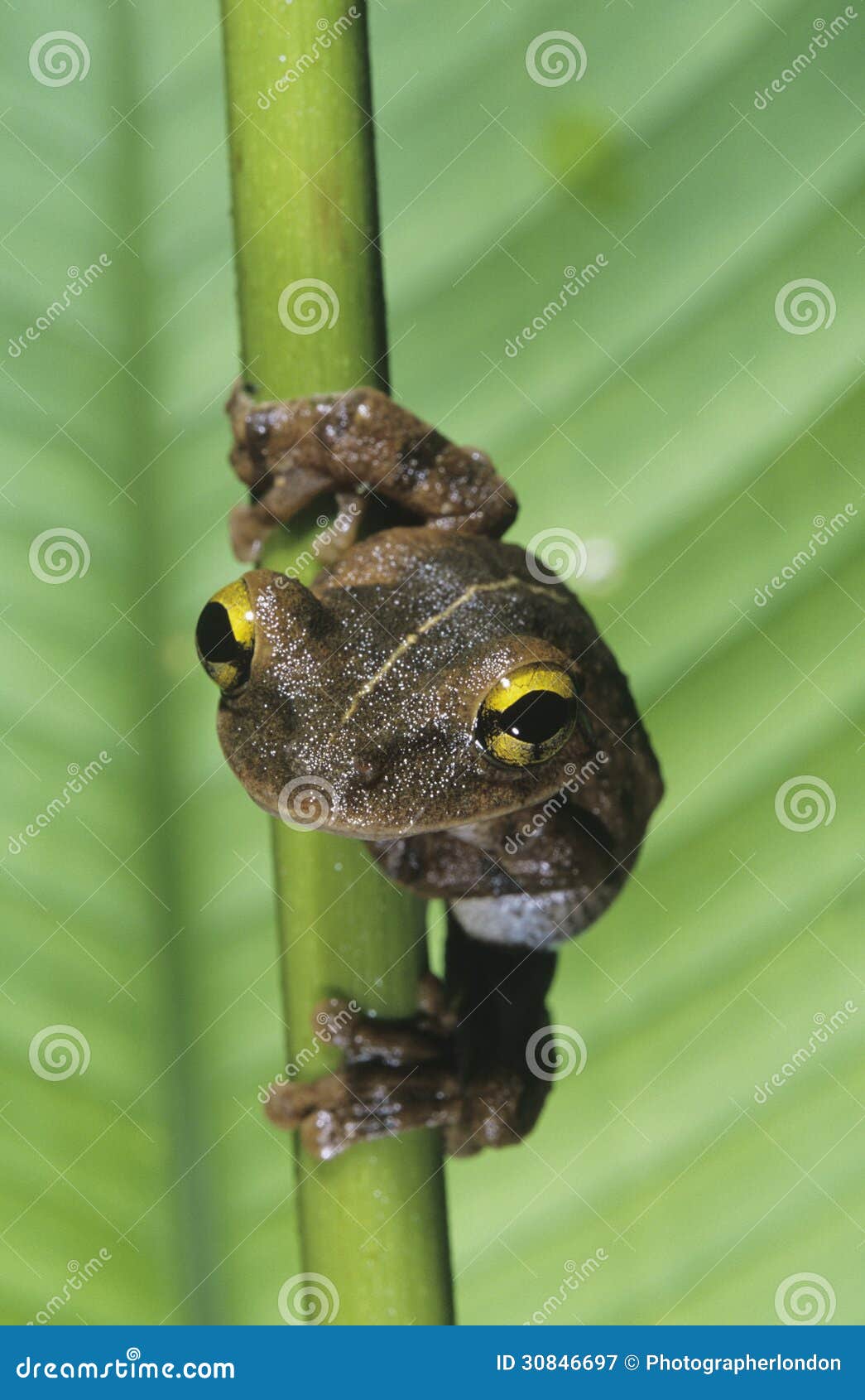 Tree frog on stem close-up stock image. Image of green - 30846697