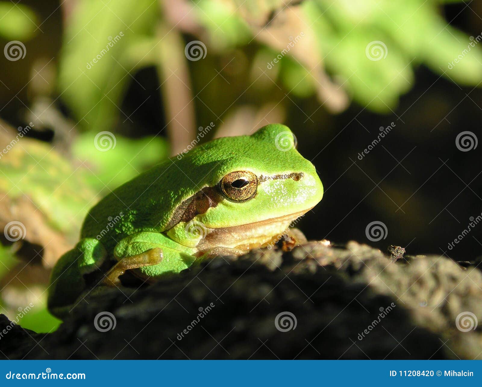 Tree frog in the sun stock photo. Image of batrachian - 11208420