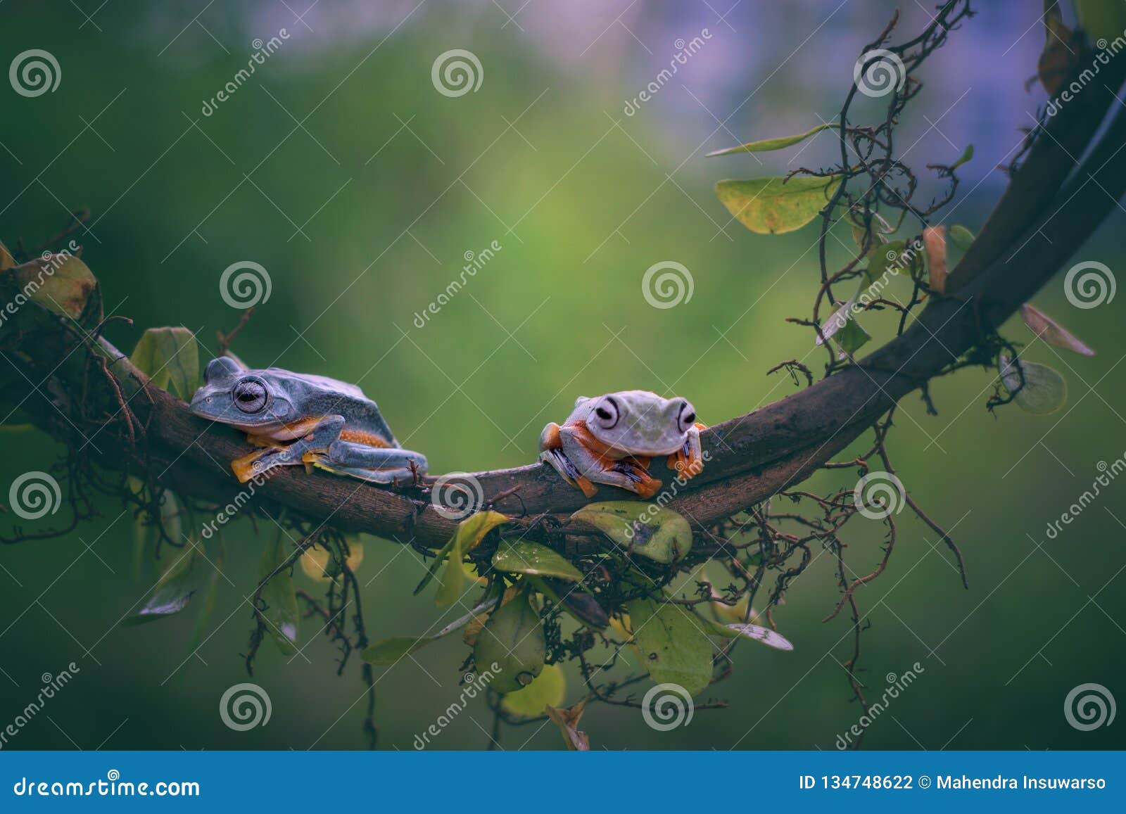 Two Tree Frog stock photo. Image of design, rileks, logo - 134748622