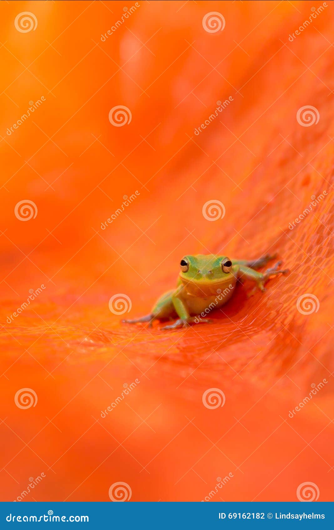Tree frog stock photo. Image of tiny, wildlife, wild - 69162182