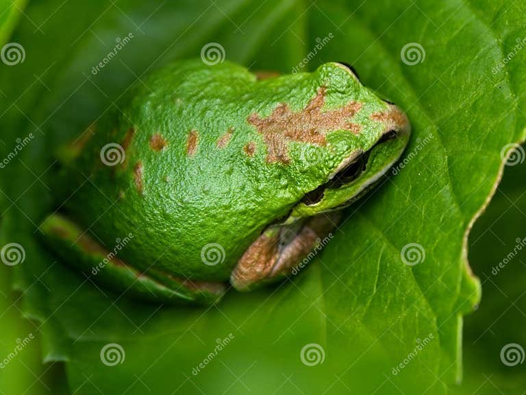 Tree frog stock photo. Image of closeup, nature, beautiful - 249898610