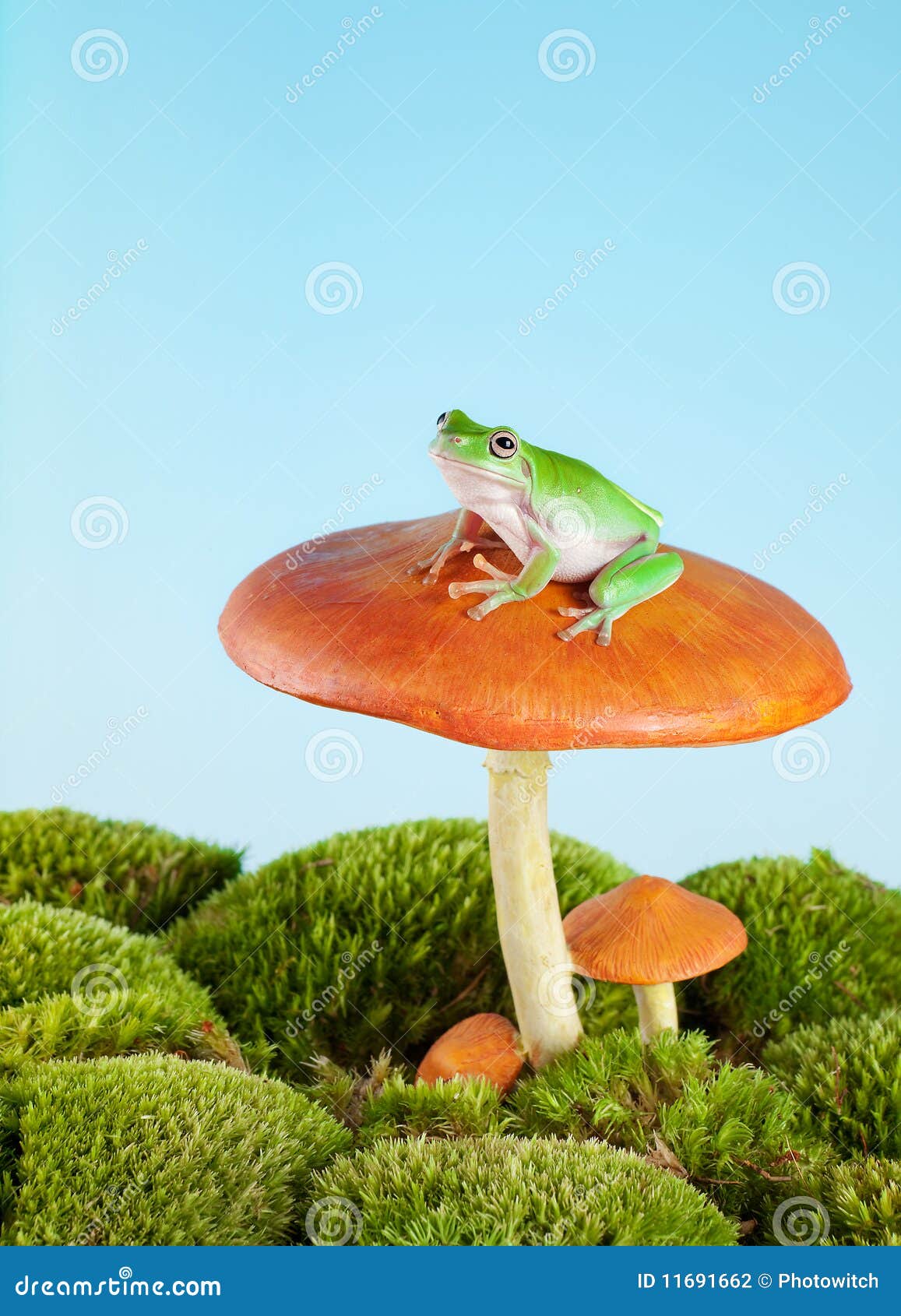 Tree frog on toadstool stock photo. Image of nature, look - 11691662