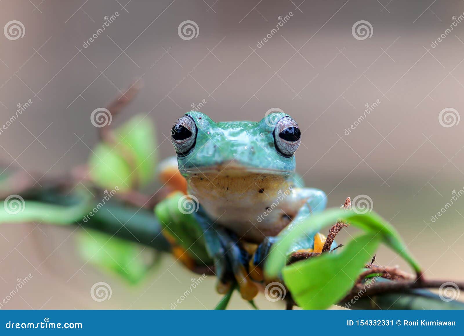 Tree Frog, Tree Leaf on the Leaf Branch Stock Image - Image of green ...