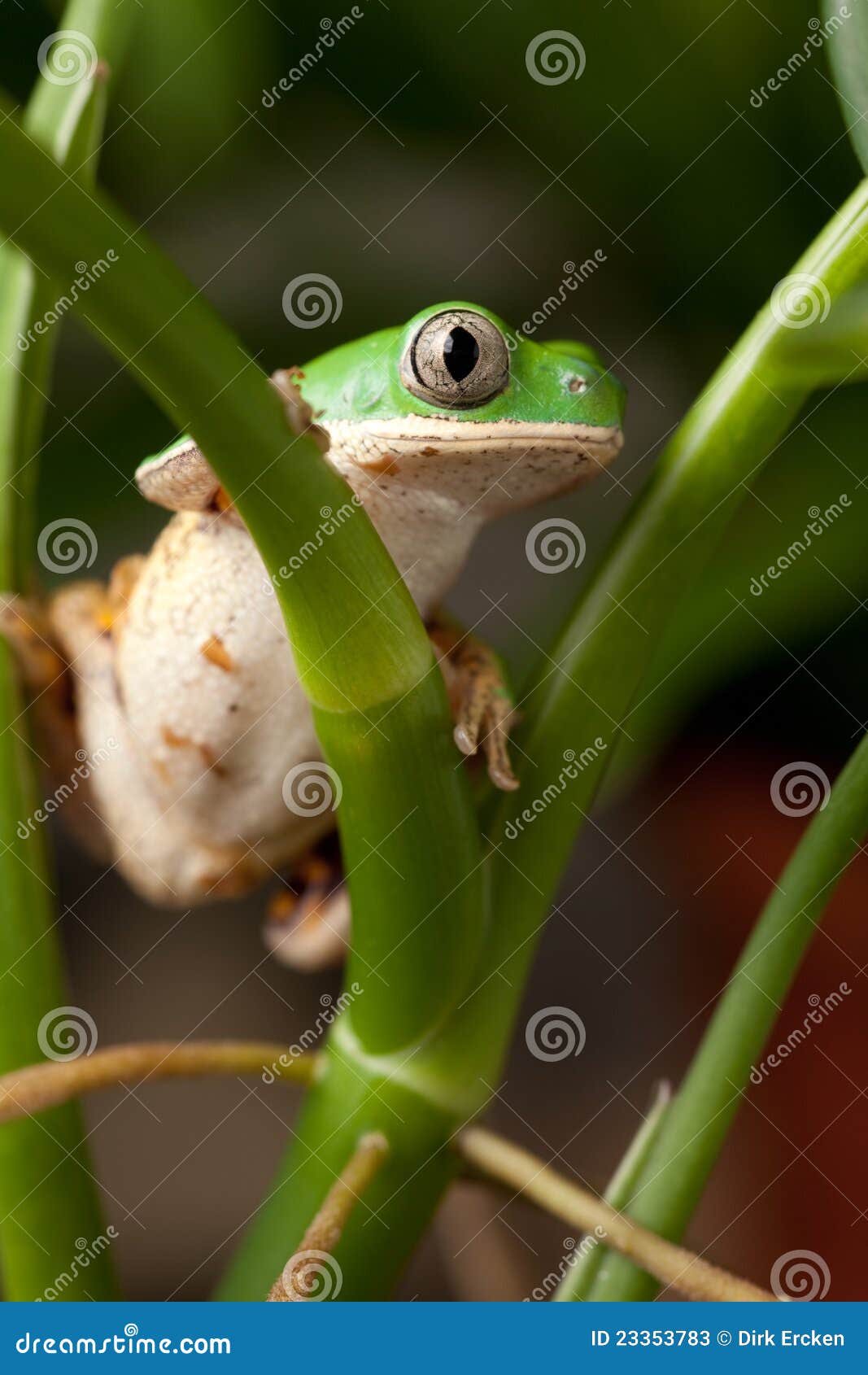 Tree Frog in Tropical Amazon Rain Forest Stock Image - Image of ...