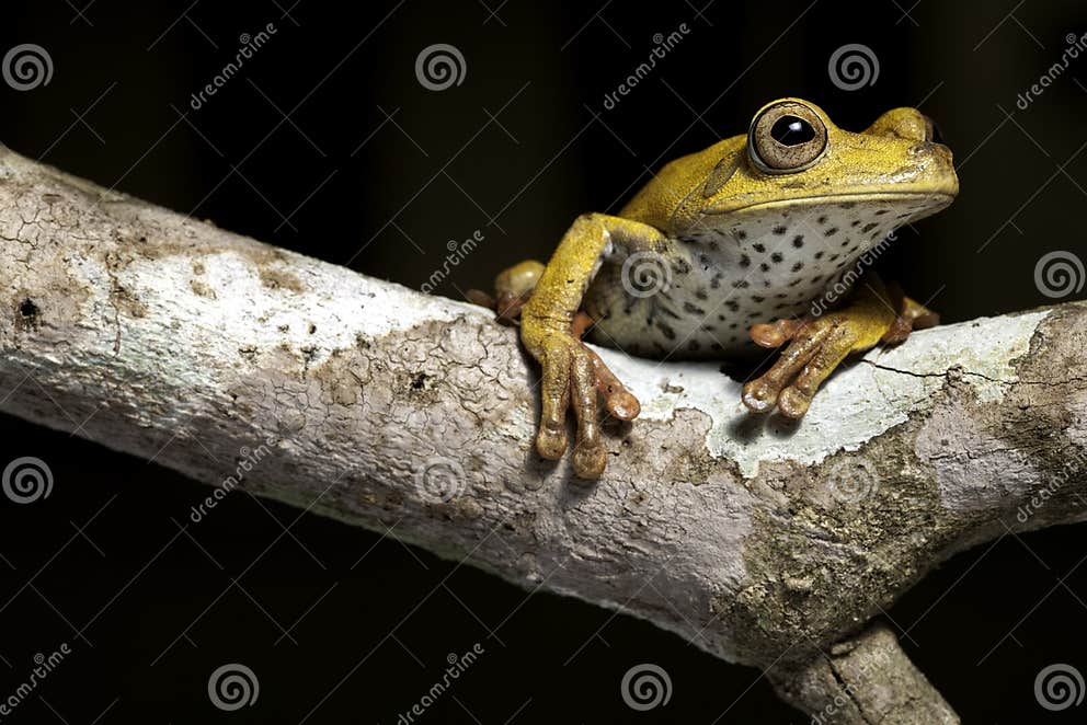 Tree Frog in Tropical Amazon Rainforest Stock Image - Image of wild ...