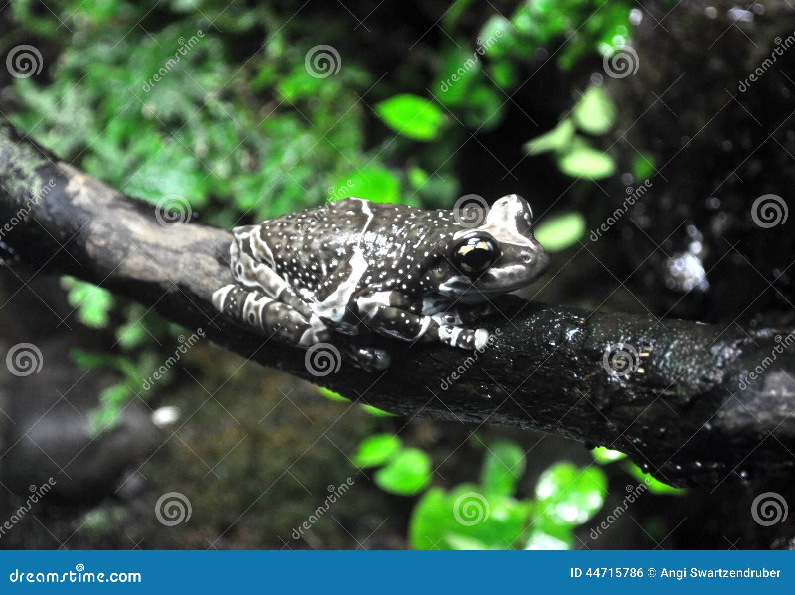 Tree frog stock photo. Image of national, aquarium, frog - 44715786