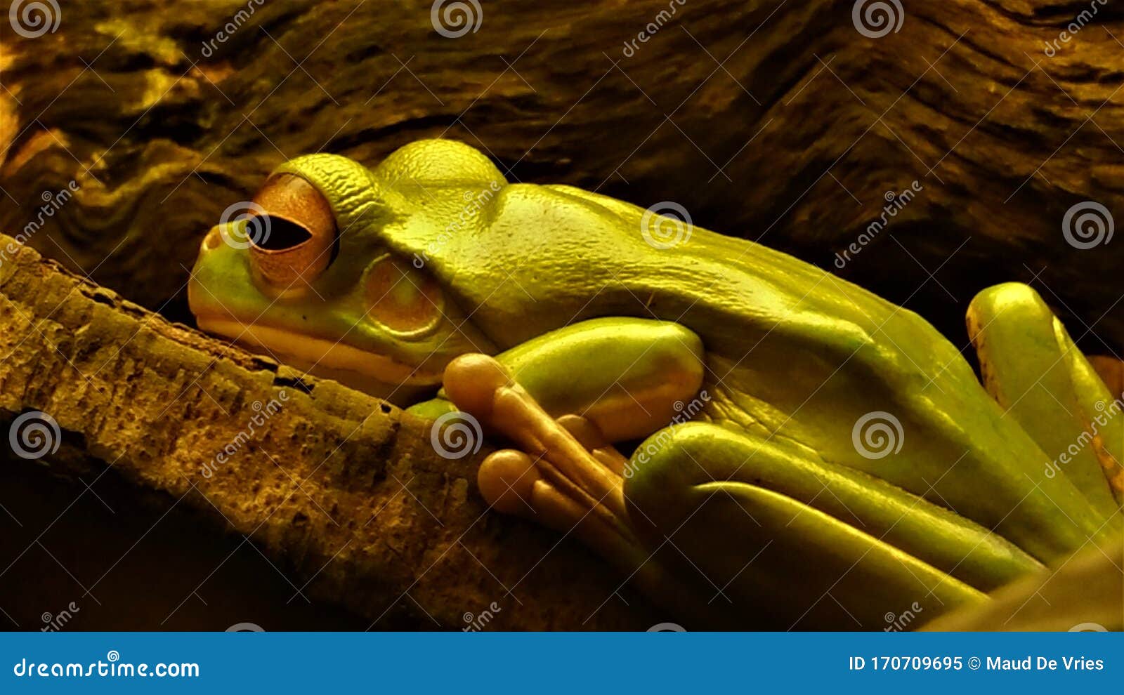 Tree Frog on a Trunk with Eyes Wide Open Stock Image - Image of aninmal ...