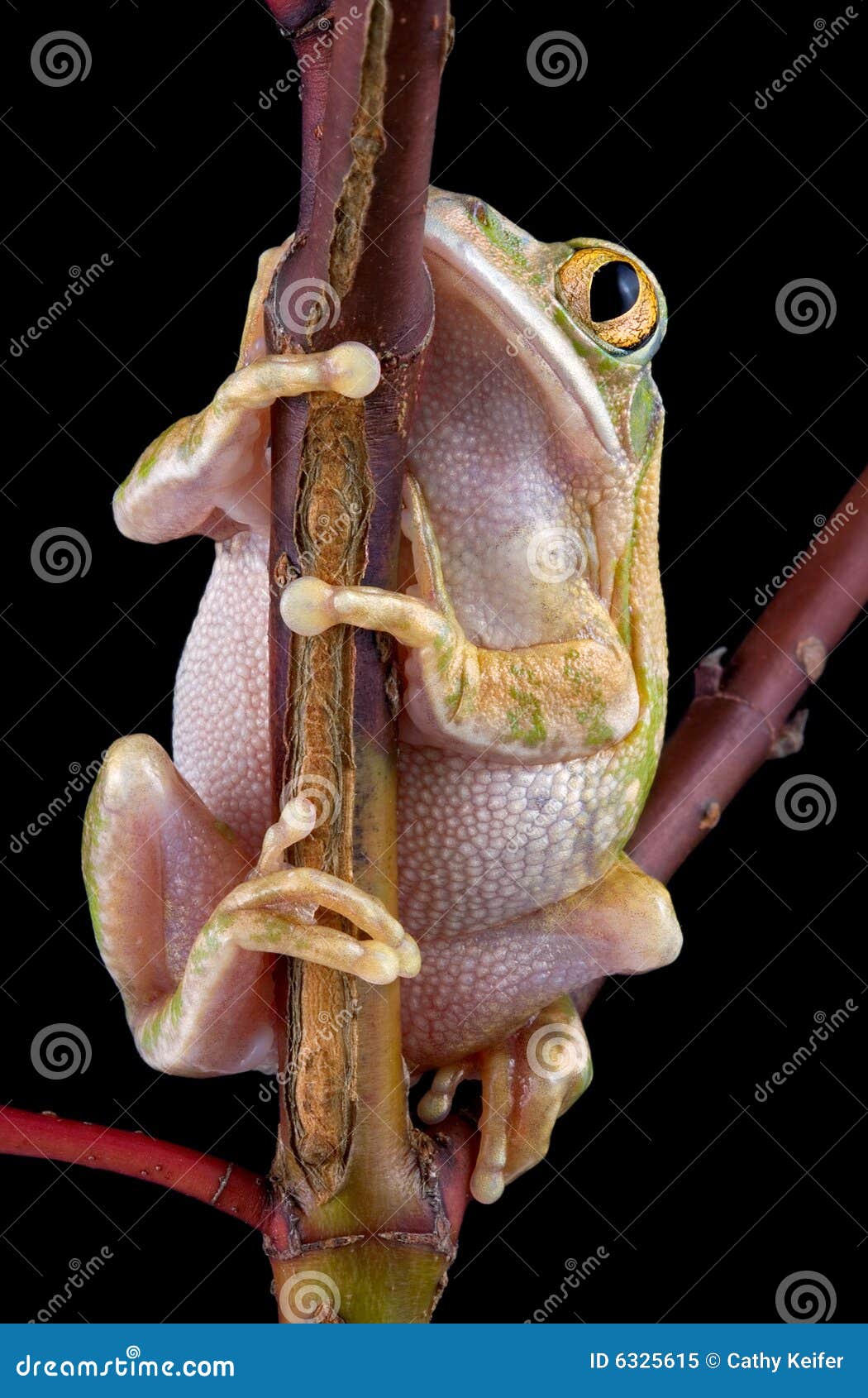 Tree Frog Trying To Hide Picture. Image: 6325615