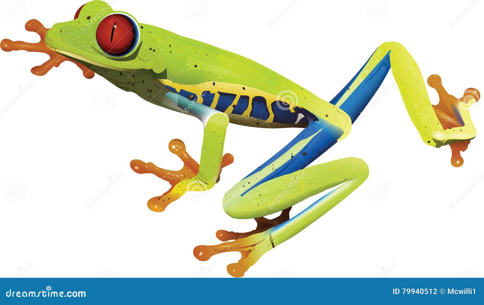 Red Eye Tree Frog Agalychnis Callidryas, White`s Tree Frog Ranoidea ...