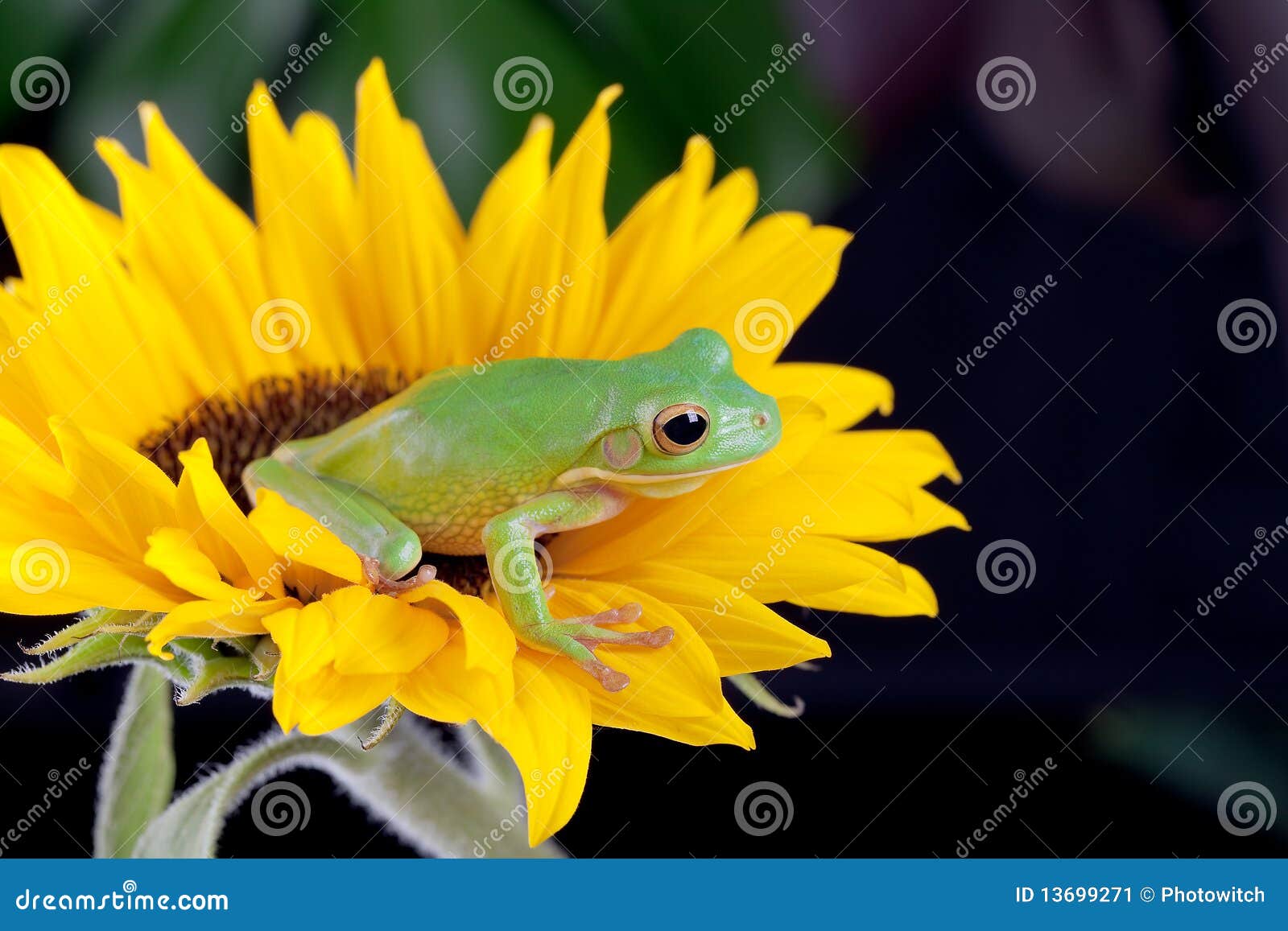 Tree Frog Waiting on a Flower Stock Image - Image of cute, sunflower ...