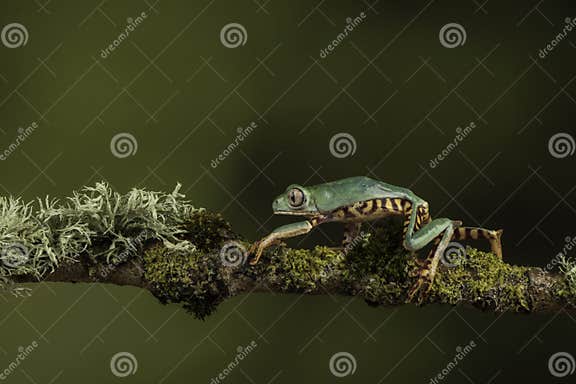 Tree Frog Walking Carefully Stock Image - Image of walking, jungle ...