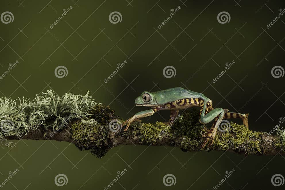 Tree Frog Walking Carefully Stock Image - Image of walking, jungle ...
