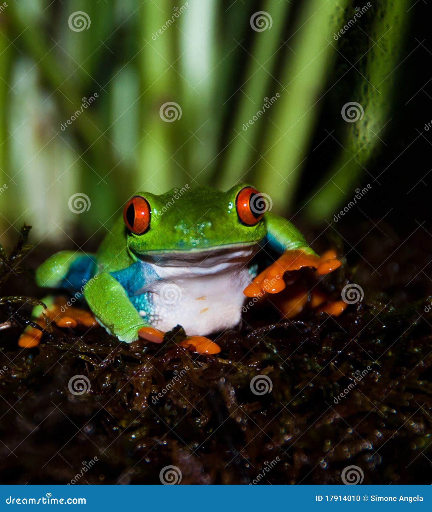 Tree frog waving stock photo. Image of eyes, poisonous - 17914010