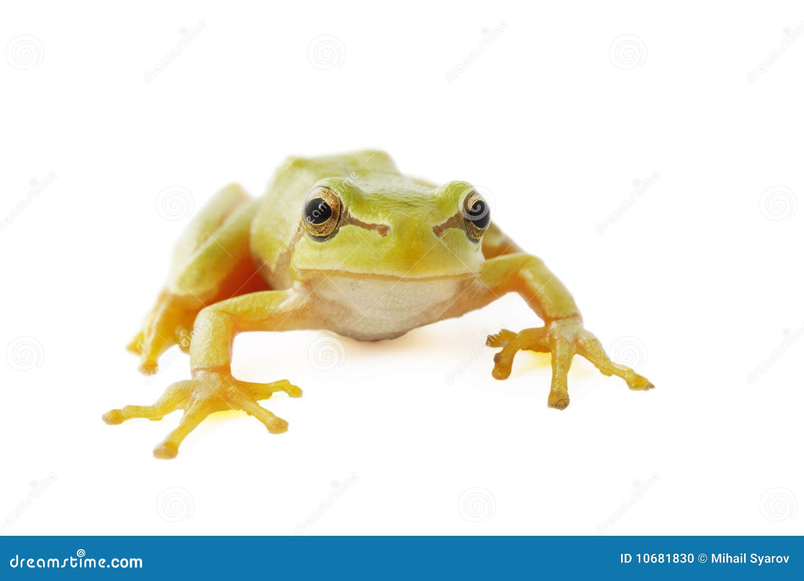 Tree frog white background stock photo. Image of macro - 10681830