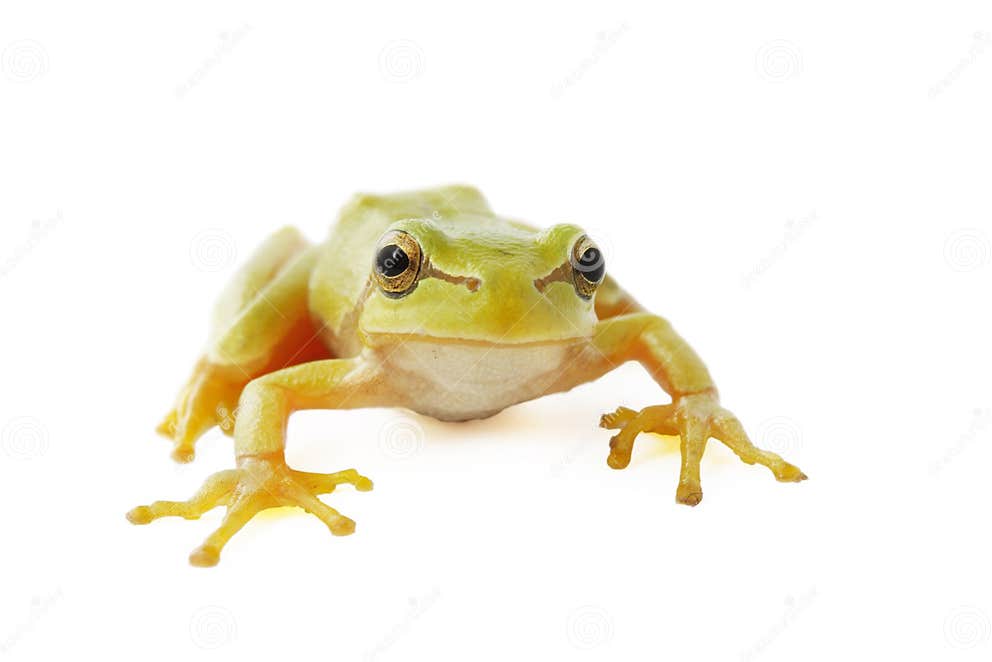 Tree frog white background stock photo. Image of macro - 10681830