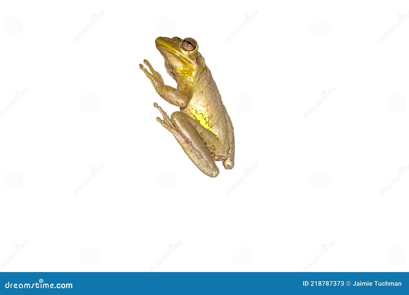 Tree Frog on a White Background Stock Image - Image of nikon, nature ...