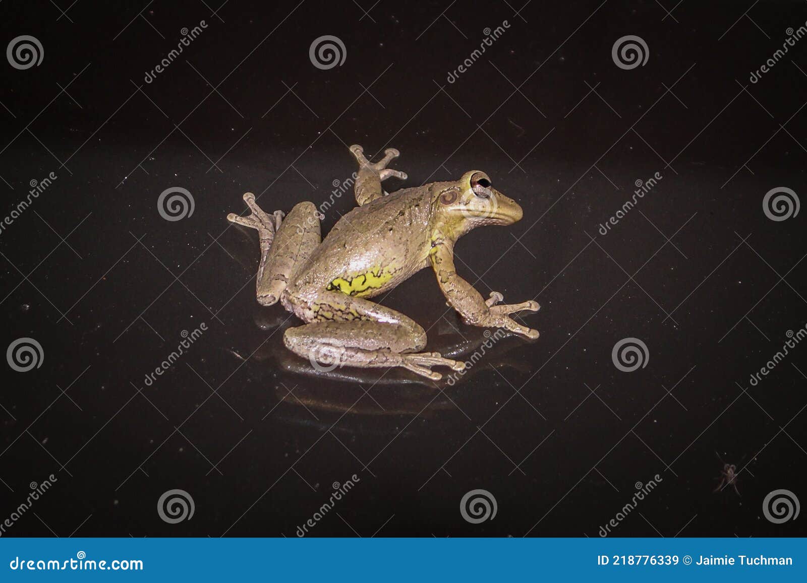 Tree Frog on a Window at Night Stock Image - Image of macro, black ...