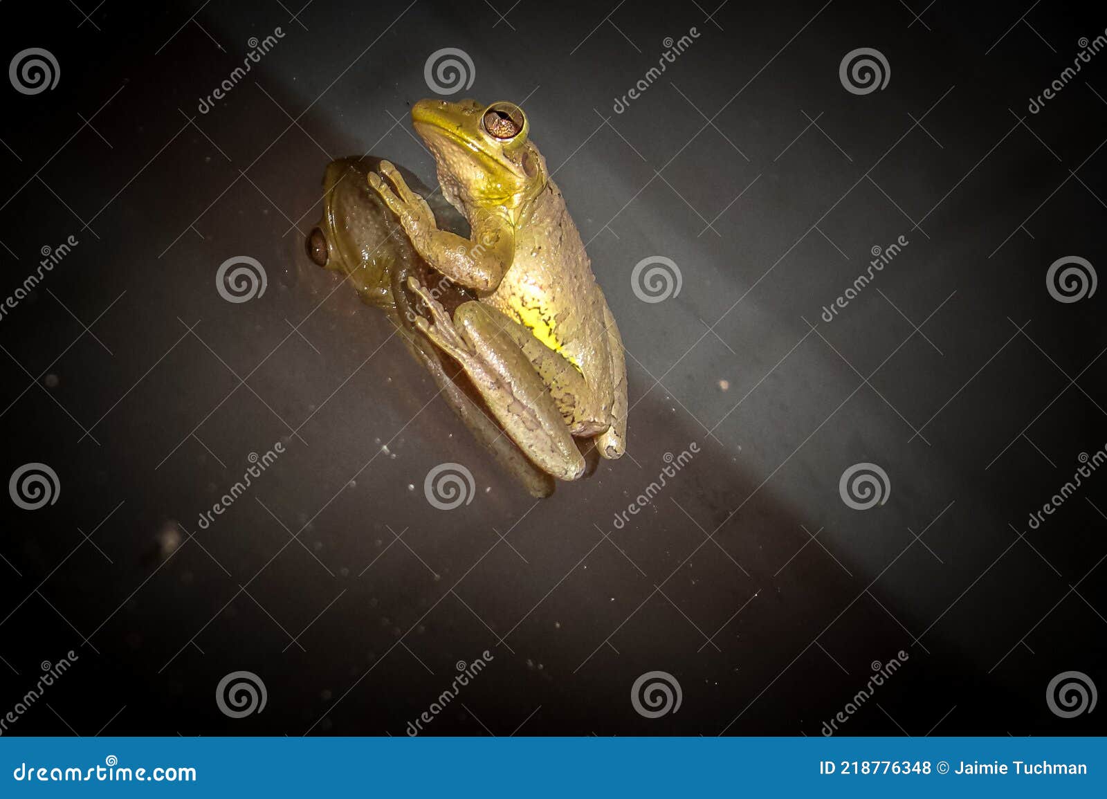 Tree Frog on a Window at Night Stock Photo - Image of night, black ...