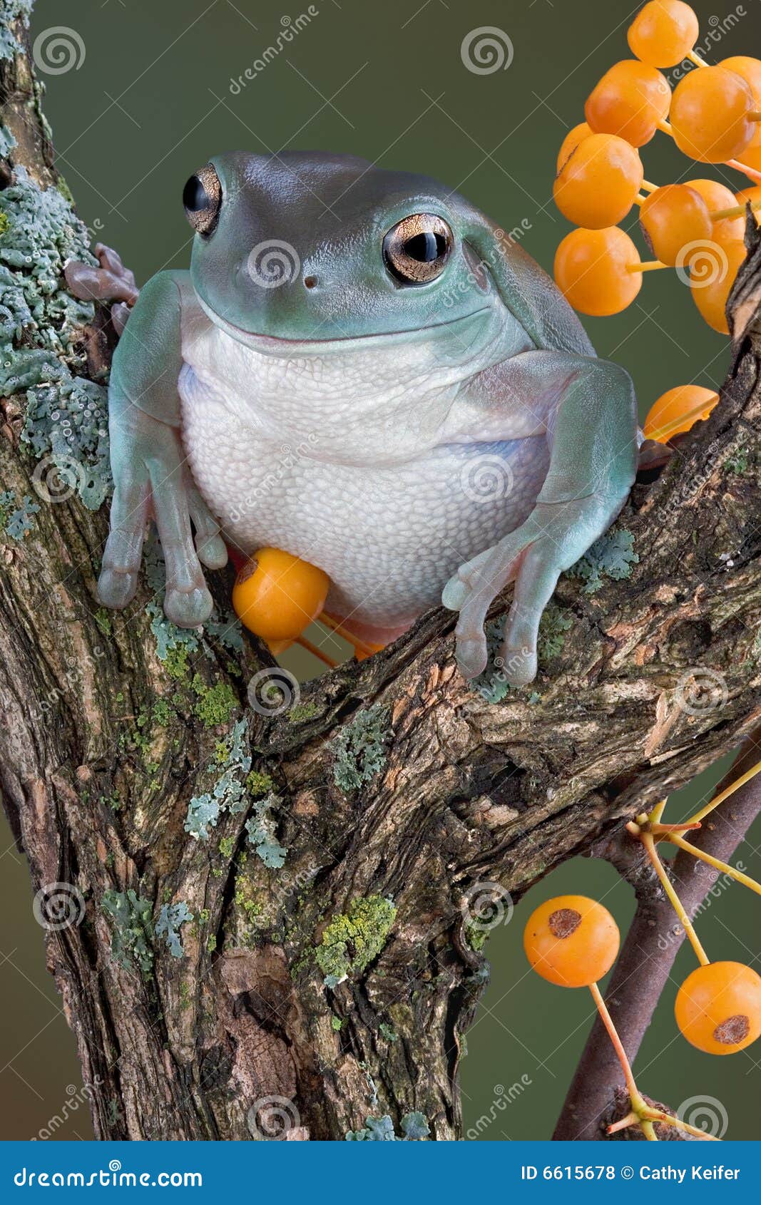 Tree Frog with Yellow Berries Stock Photo - Image of animal, wildlife ...