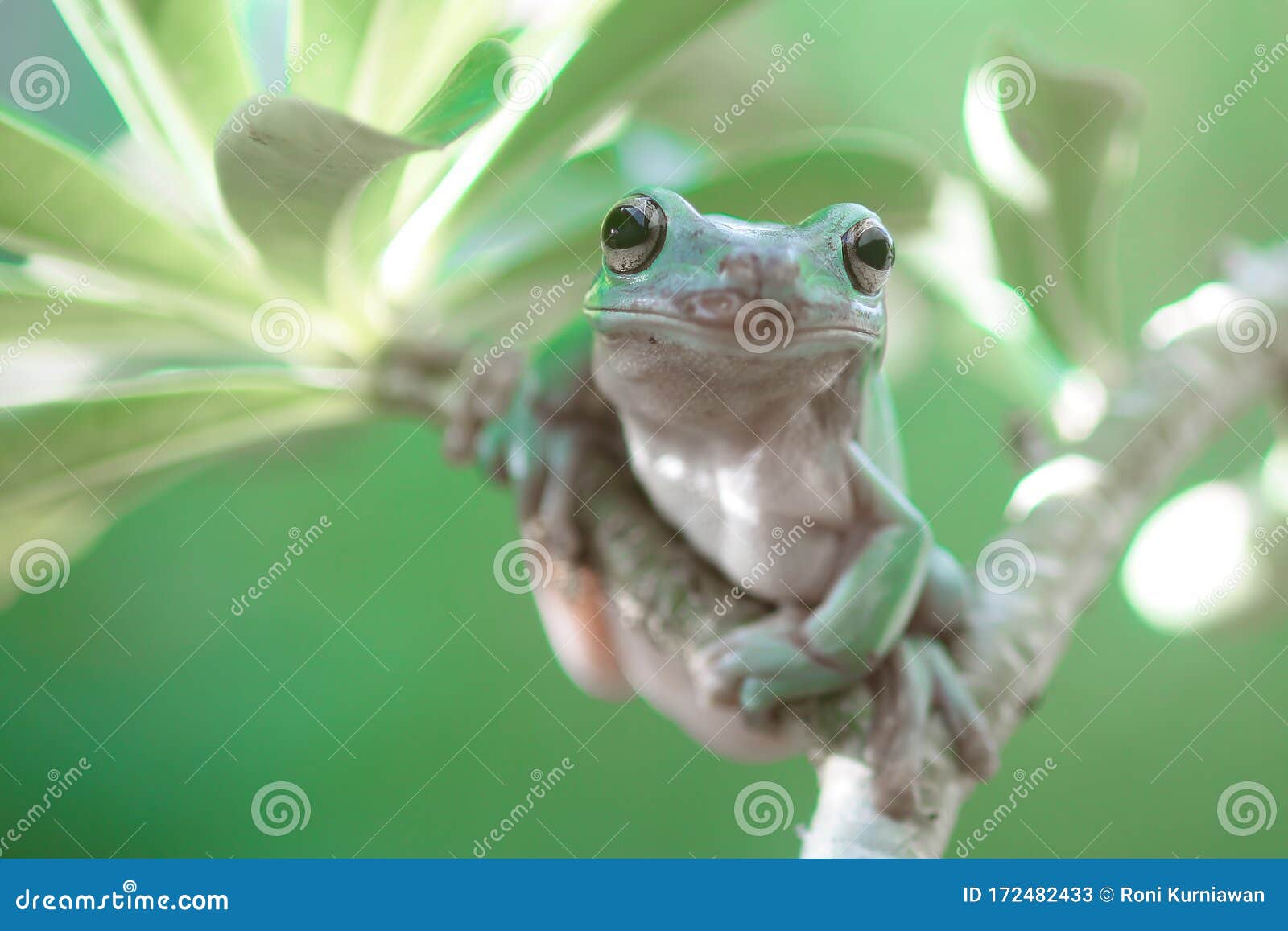 Tree Frogs, Australian Tree Frogs, Dumpy Frogs on Flowers Stock Image ...