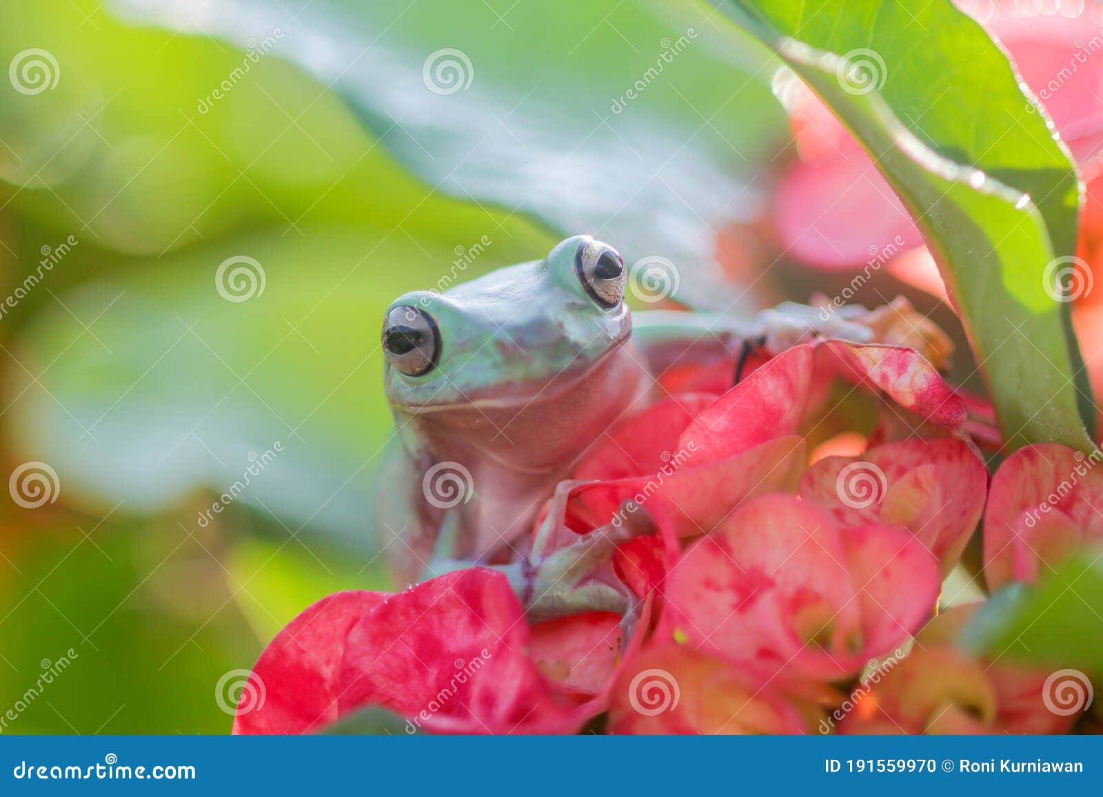 Tree Frogs, Australian Tree Frogs, Dumpy Frogs on Flowers Stock Photo ...