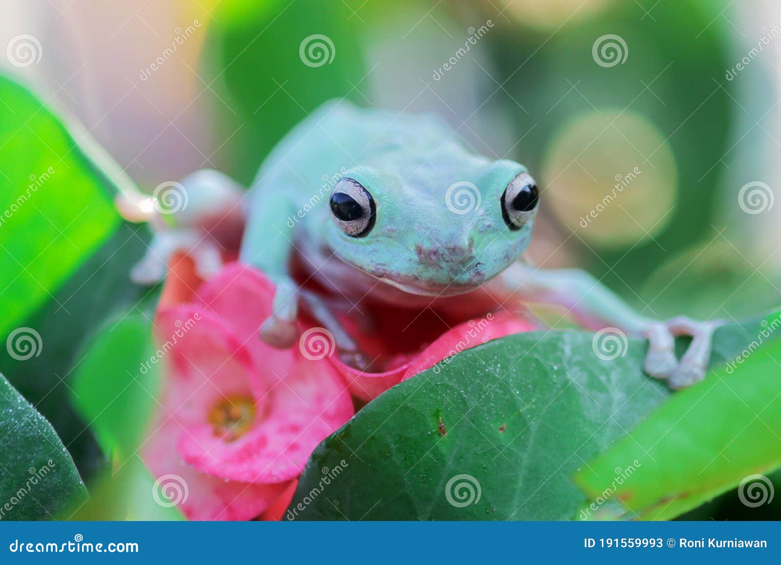 Tree Frogs, Australian Tree Frogs, Dumpy Frogs on Flowers Stock Image ...