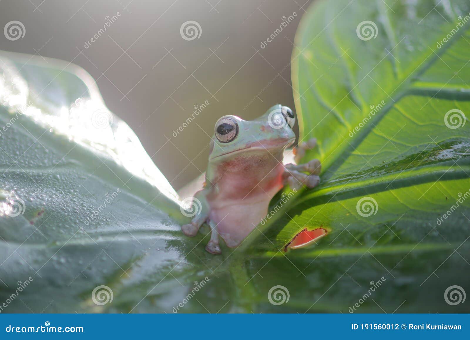 Tree Frogs, Australian Tree Frogs, Dumpy Frogs on Flowers Stock Photo ...