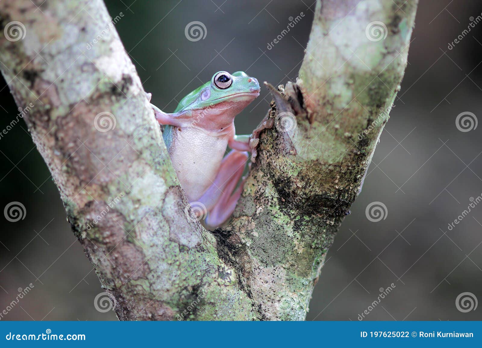 Tree Frogs, Australian Tree Frogs, Dumpy Frogs on Flowers Stock Photo ...