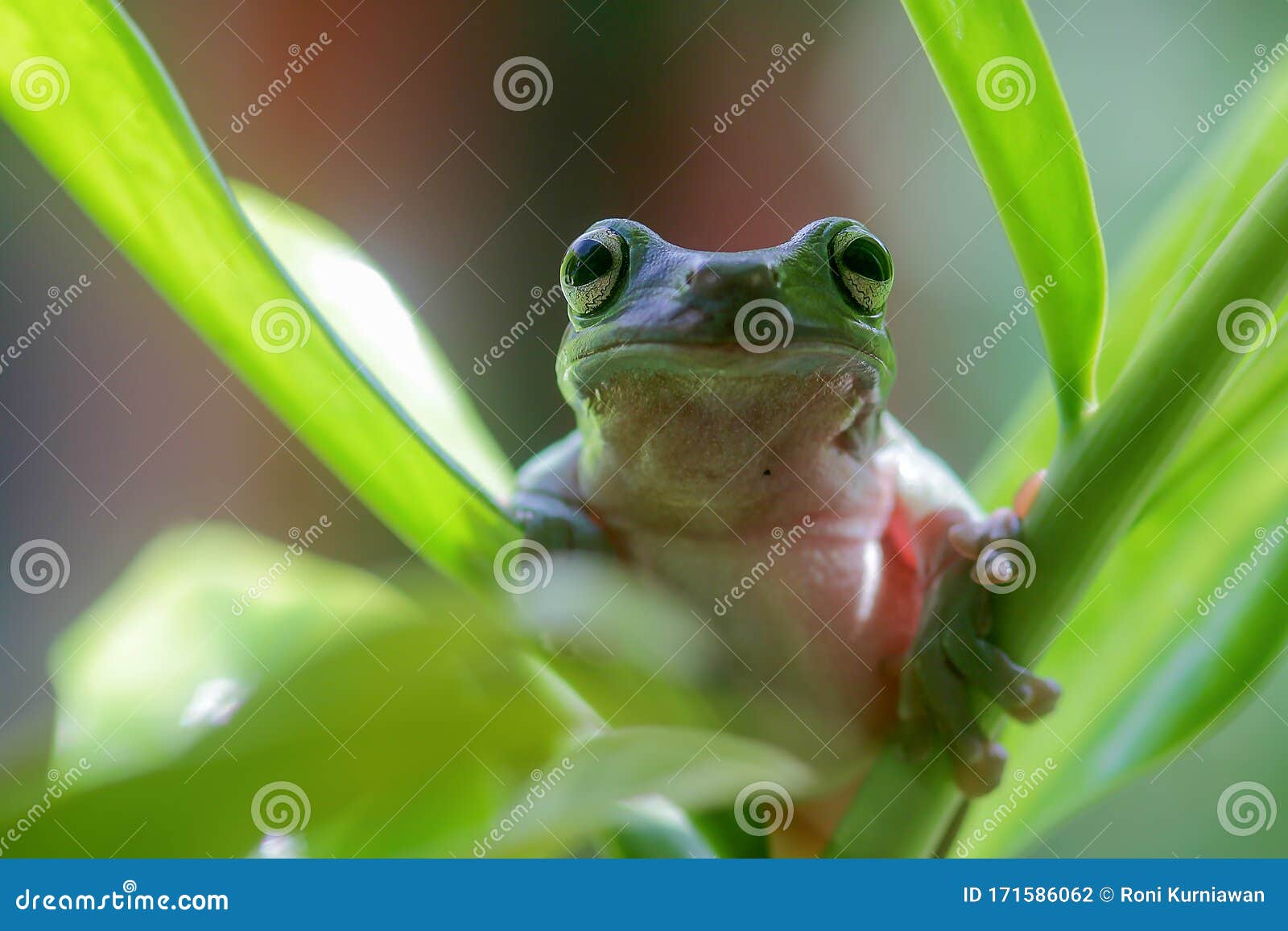 Tree Frogs, Australian Tree Frogs, Dumpy Frog in Twigs Stock Photo ...
