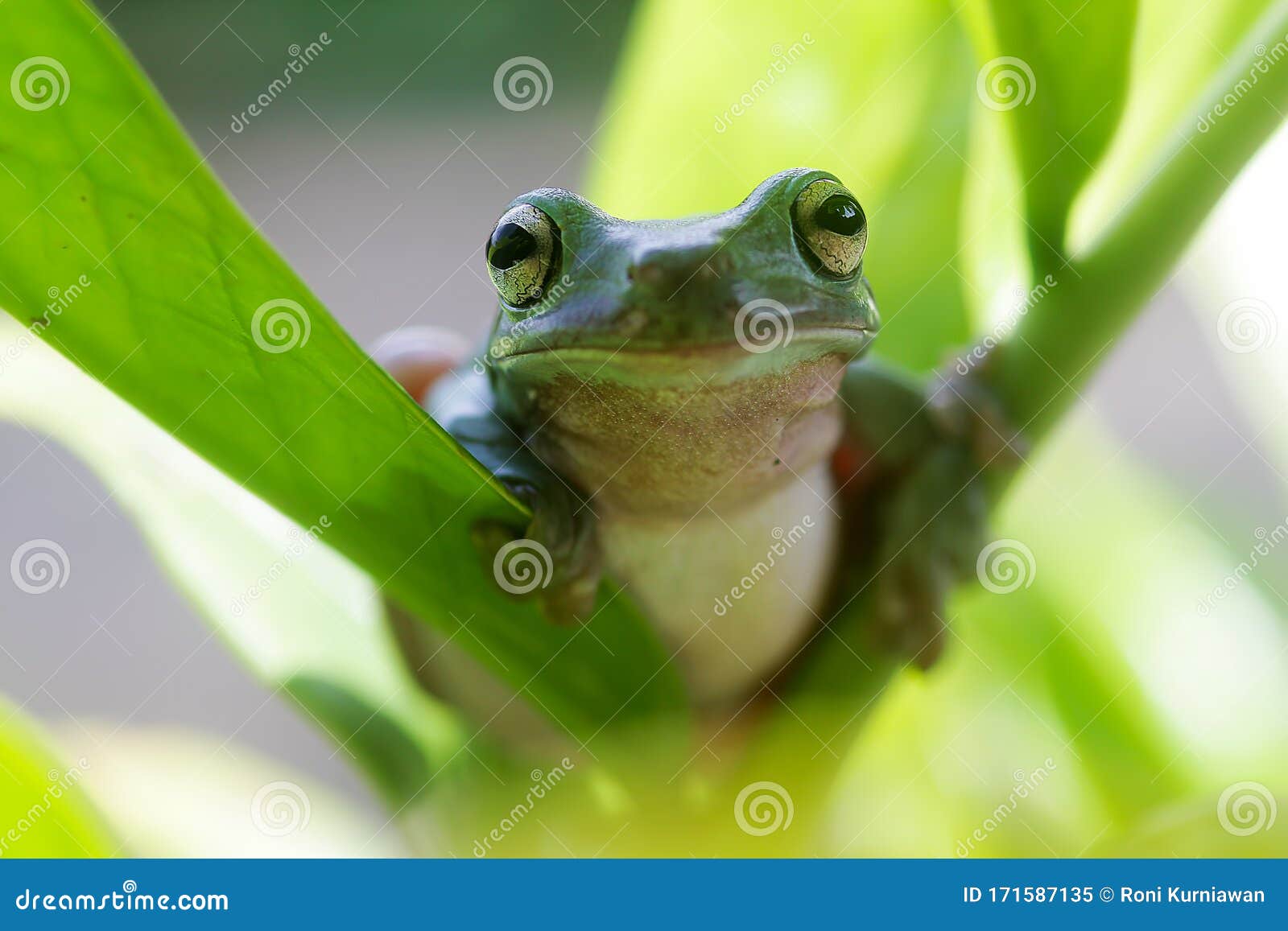 Tree Frogs, Australian Tree Frogs, Dumpy Frog in Twigs Stock Image ...