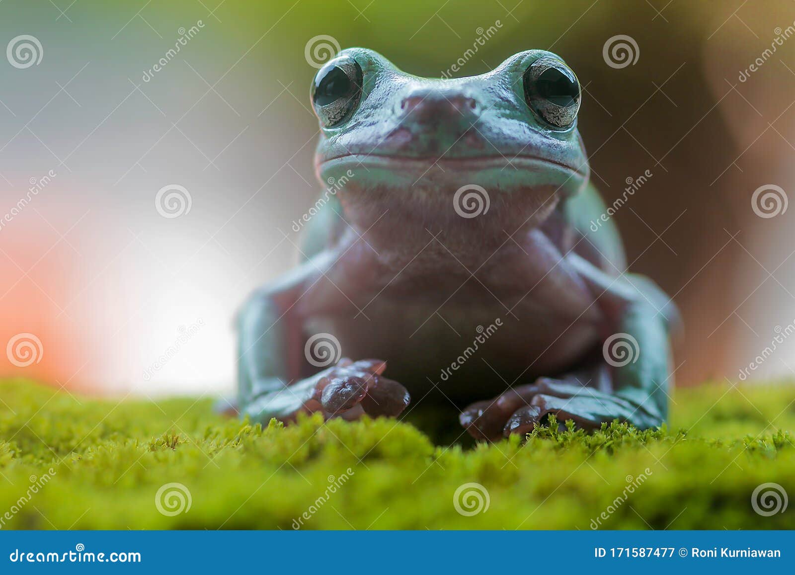 Tree Frogs, Australian Tree Frogs, Dumpy Frog in Twigs Stock Image ...