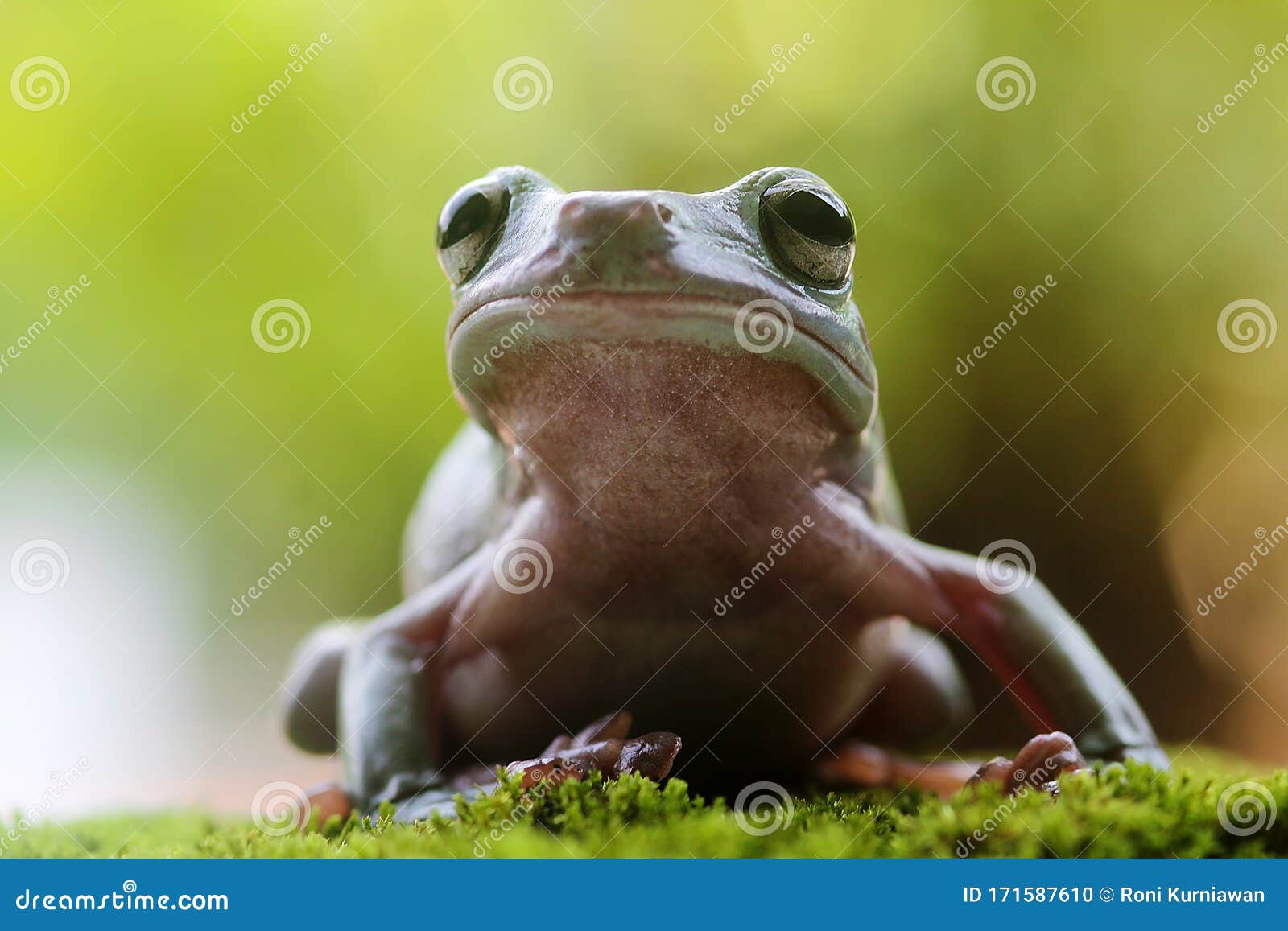 Tree Frogs, Australian Tree Frogs, Dumpy Frog in Twigs Stock Photo ...