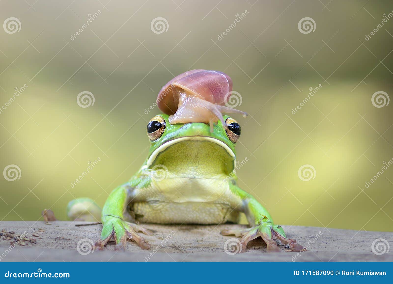 Tree Frogs, Australian Tree Frogs, Dumpy Frog in Twigs Stock Photo ...