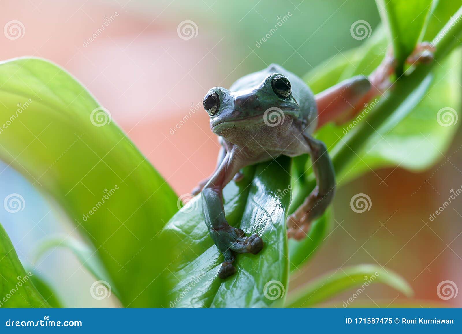 Tree Frogs, Australian Tree Frogs, Dumpy Frog in Twigs Stock Image ...