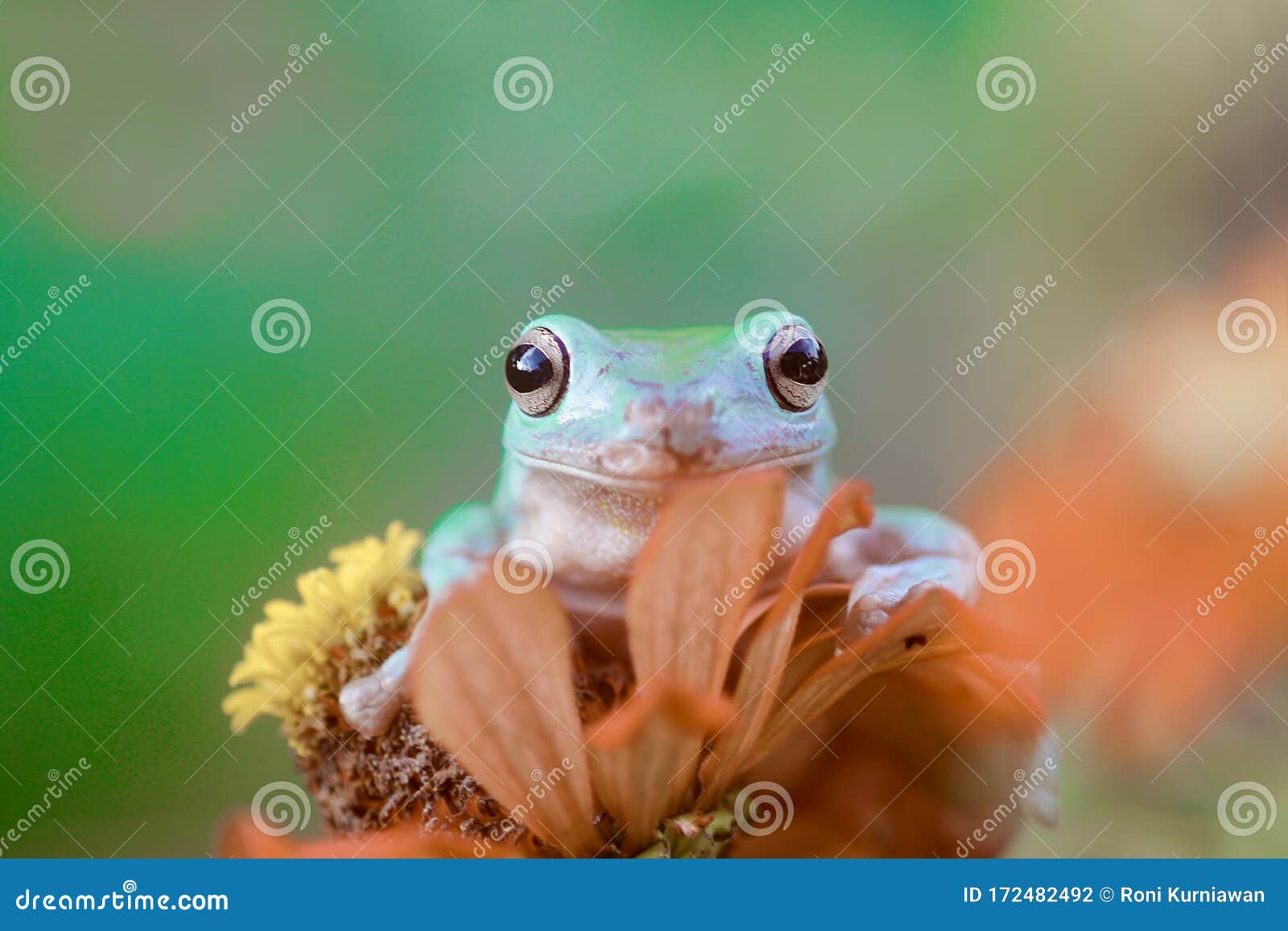 Tree Frogs, Australian Tree Frogs, Dumpy Frogs on Flowers Stock Photo ...