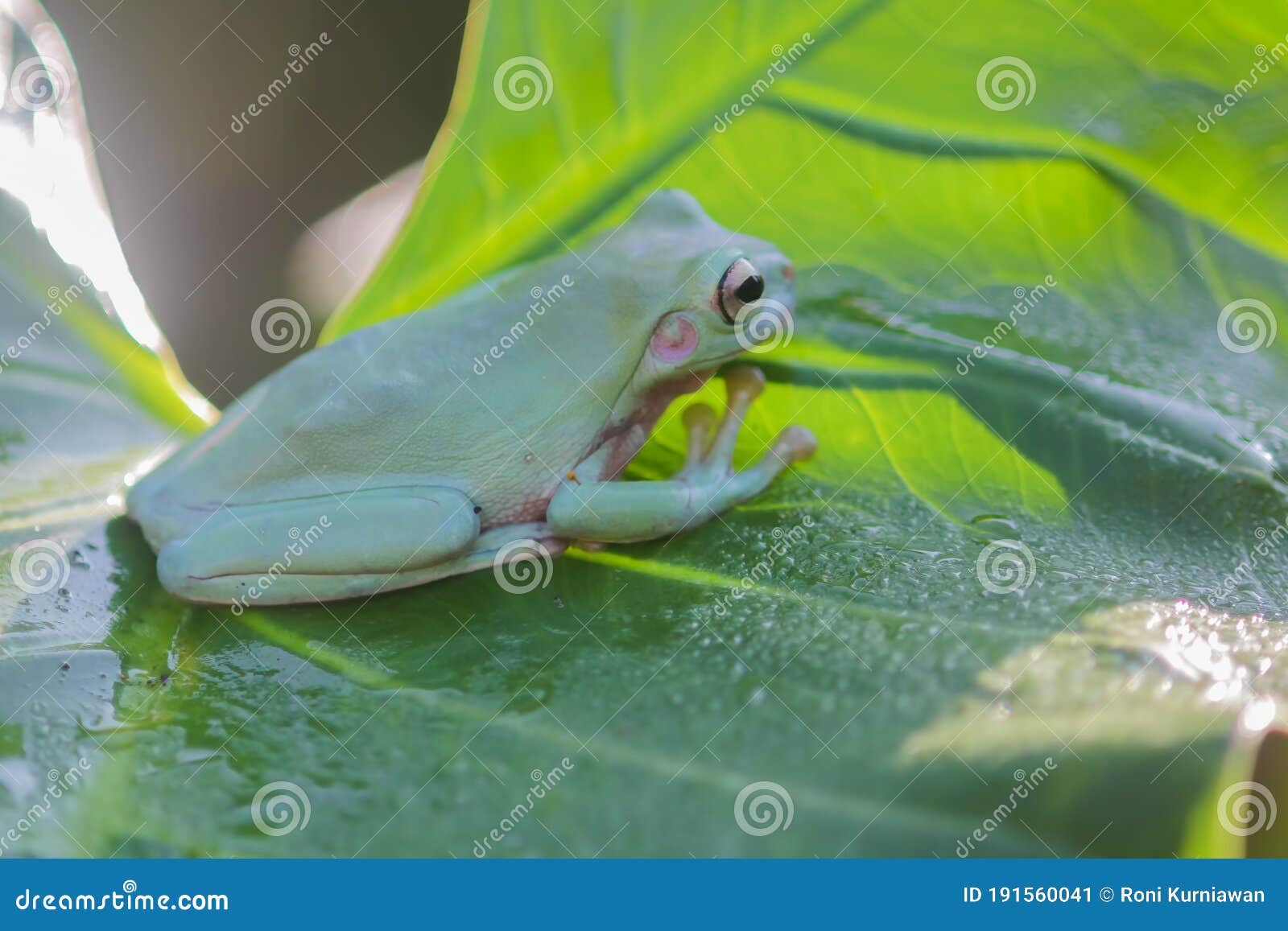 Tree Frogs, Australian Tree Frogs, Dumpy Frogs on Flowers Stock Image ...