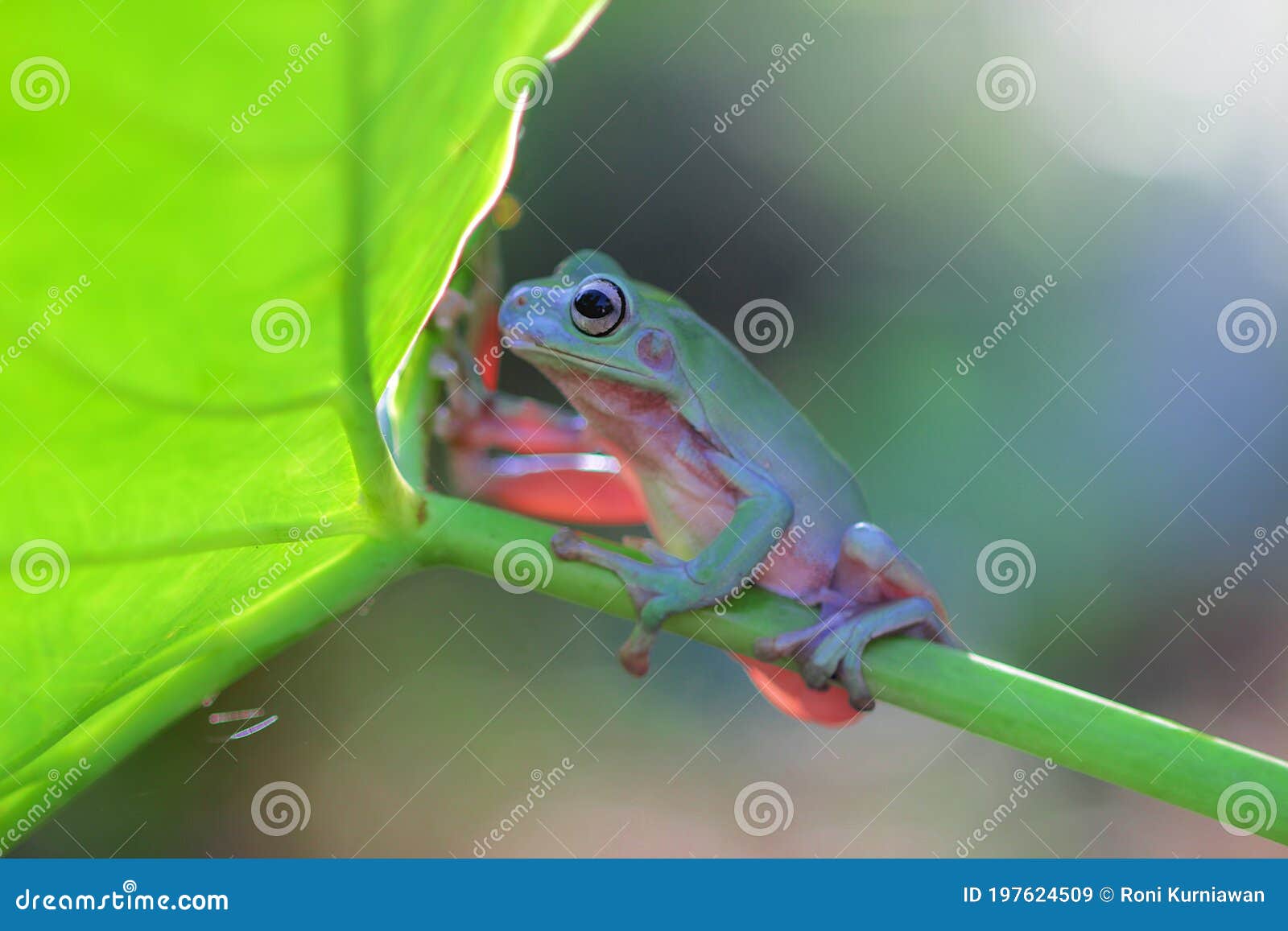 Tree Frogs, Australian Tree Frogs, Dumpy Frogs on Flowers Stock Image ...
