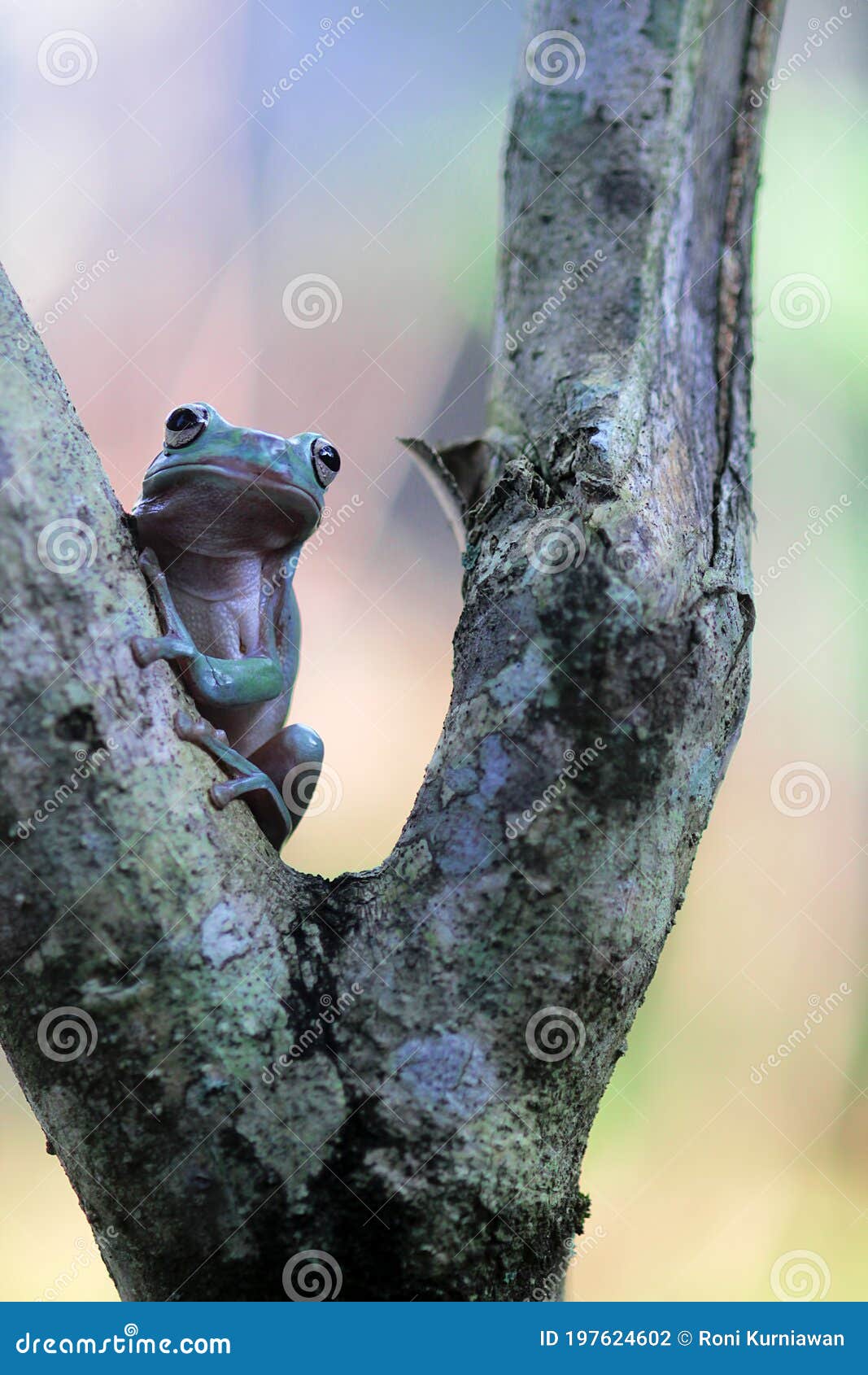 Tree Frogs, Australian Tree Frogs, Dumpy Frogs on Flowers Stock Photo ...