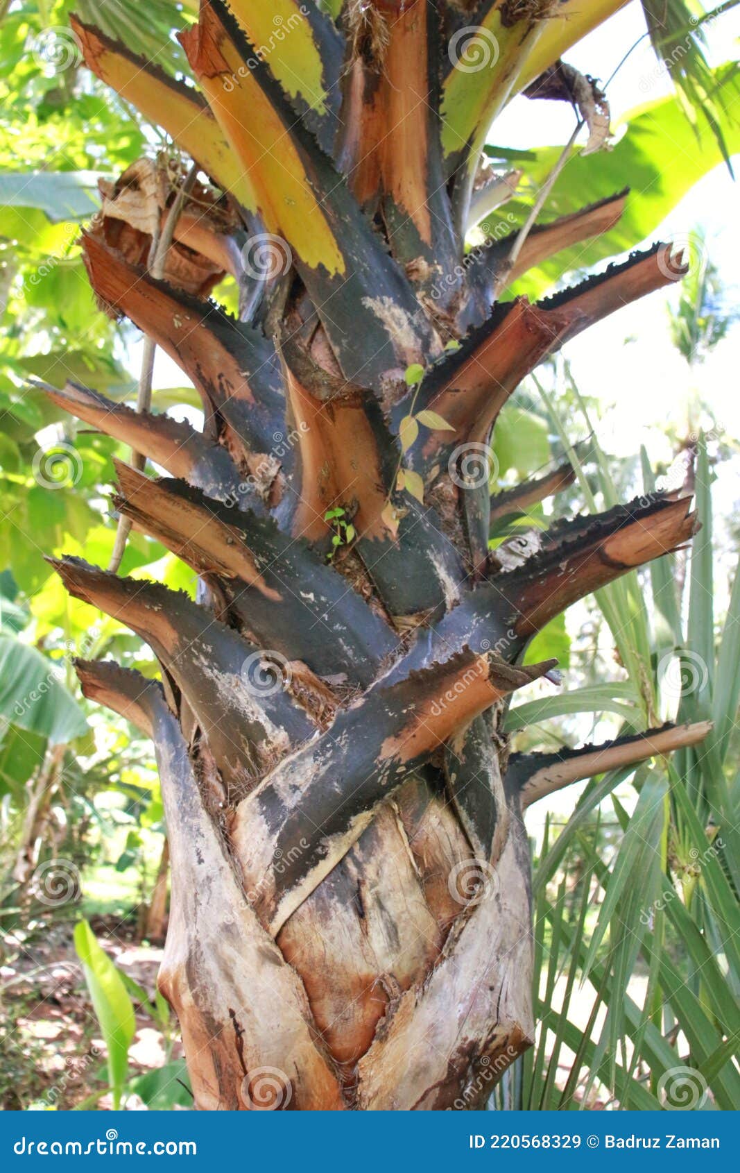 Siwalan Stock Photos - Free & Royalty-Free Stock Photos from Dreamstime