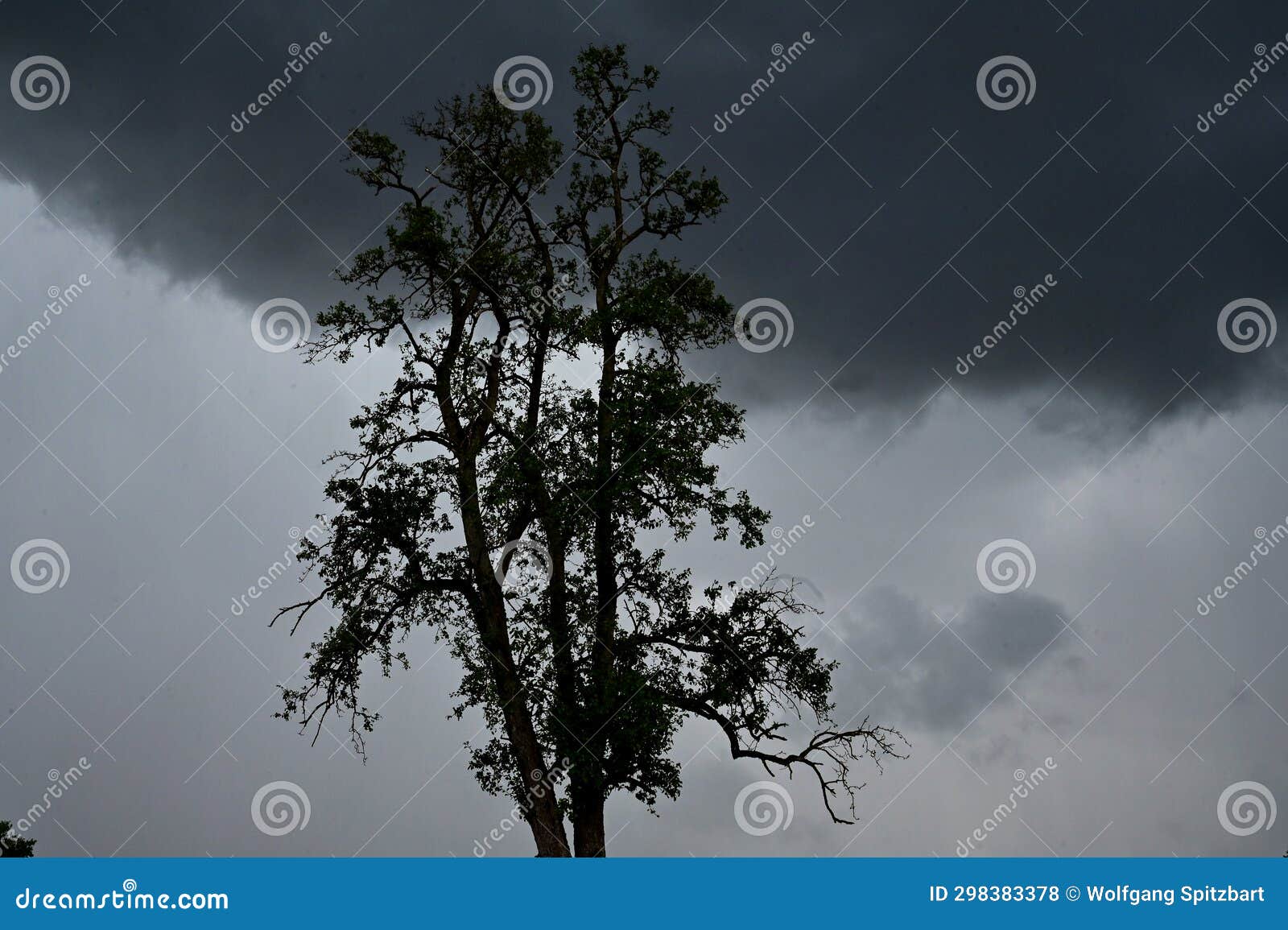 Tree in Front of an Approaching Thunderstorm Stock Photo - Image of ...